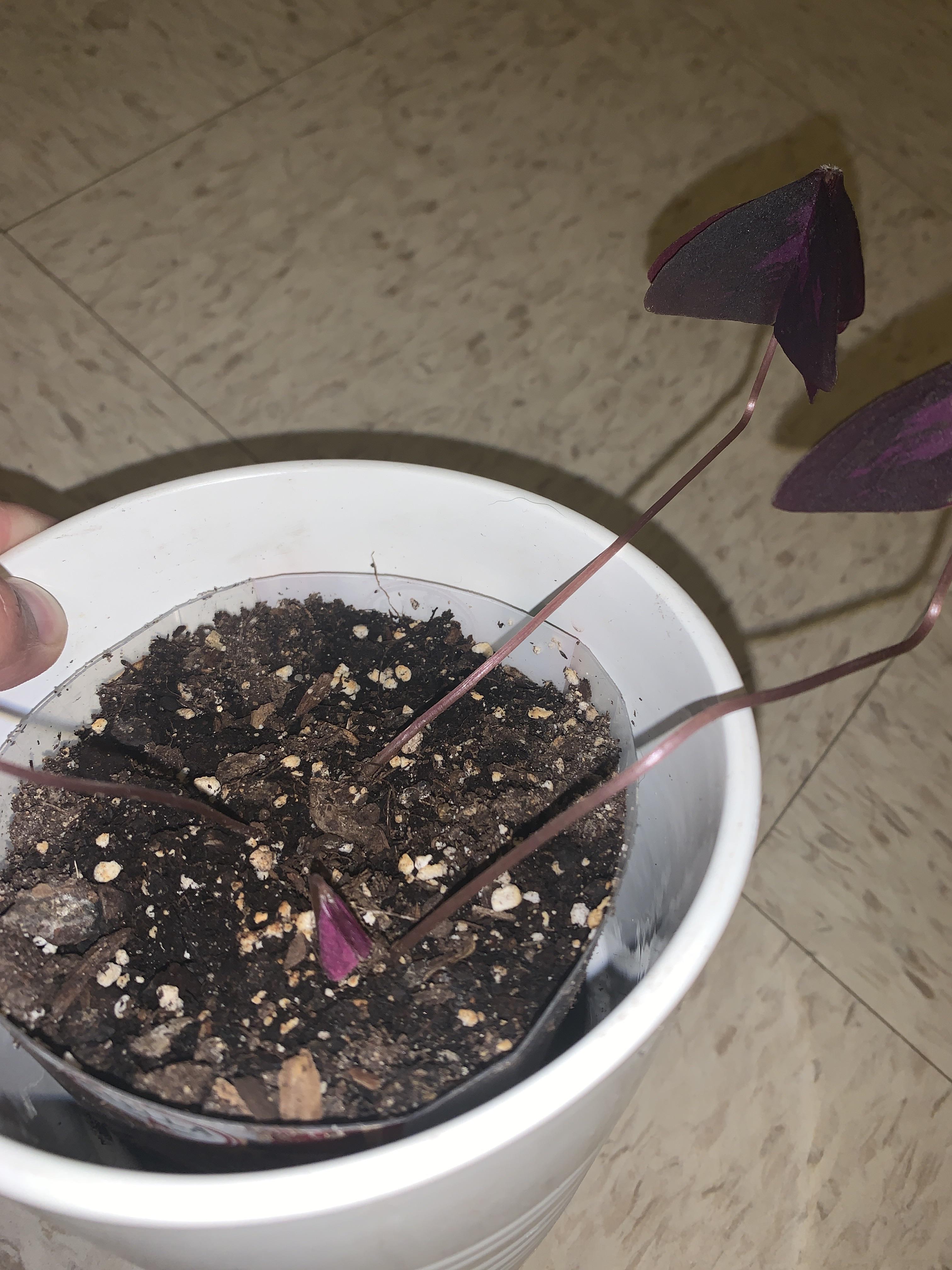 My purple shamrock is FINALLY getting a new leaf! | Scrolller