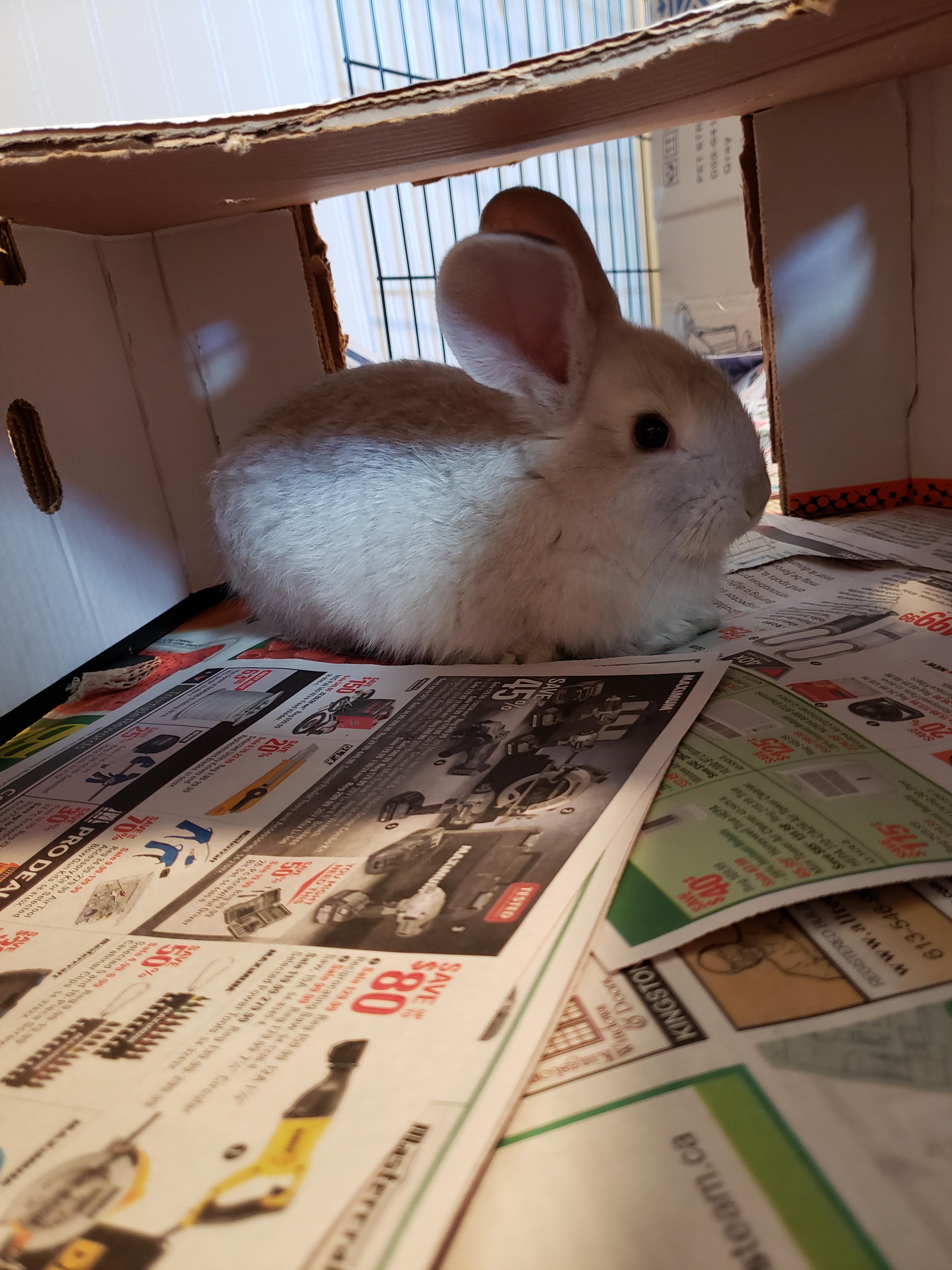 My rabbit, Leopold, as a baby! | Scrolller