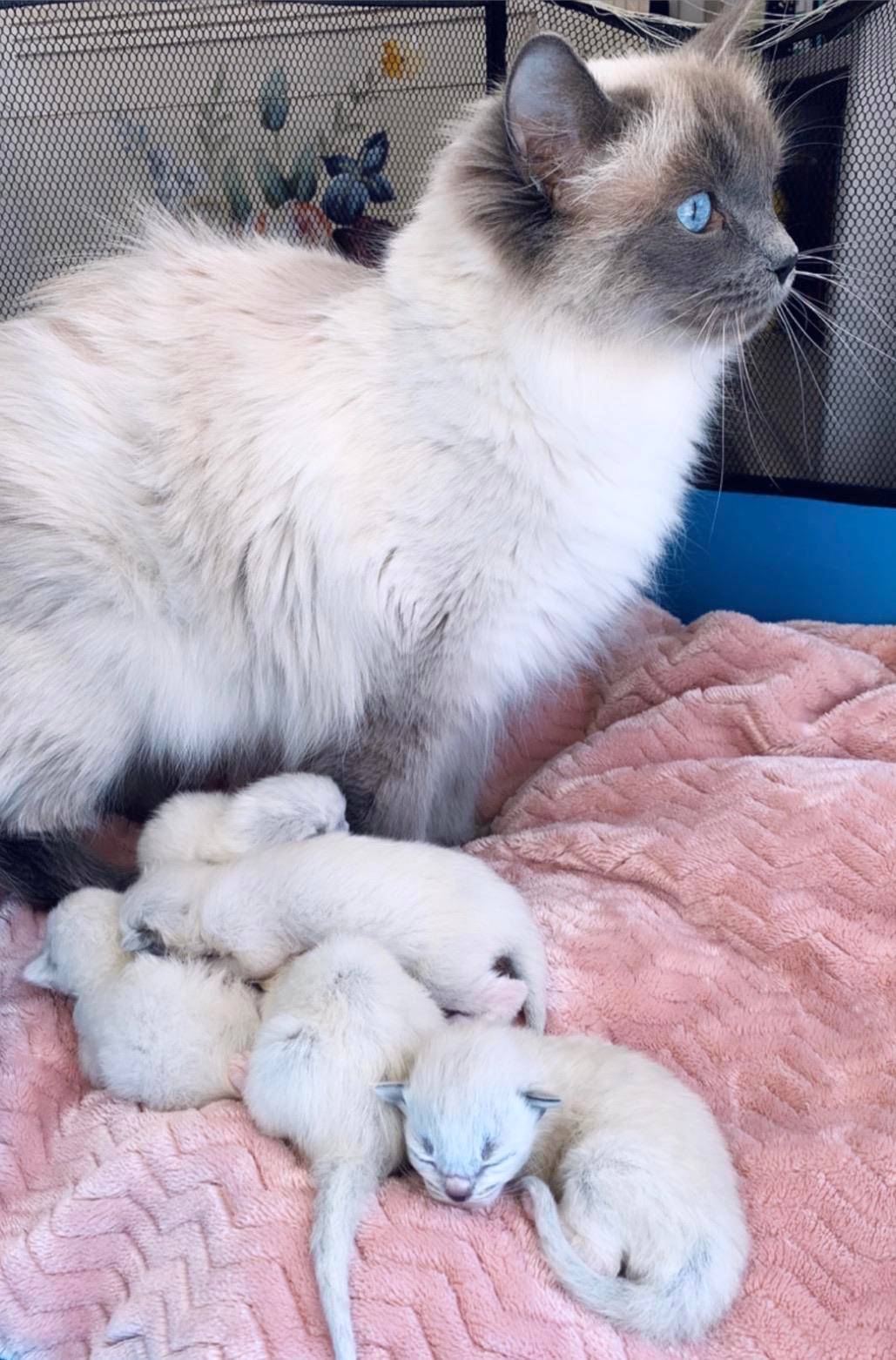 My Ragdoll queen, Luna, had 6 babies last week! I’m in love! | Scrolller