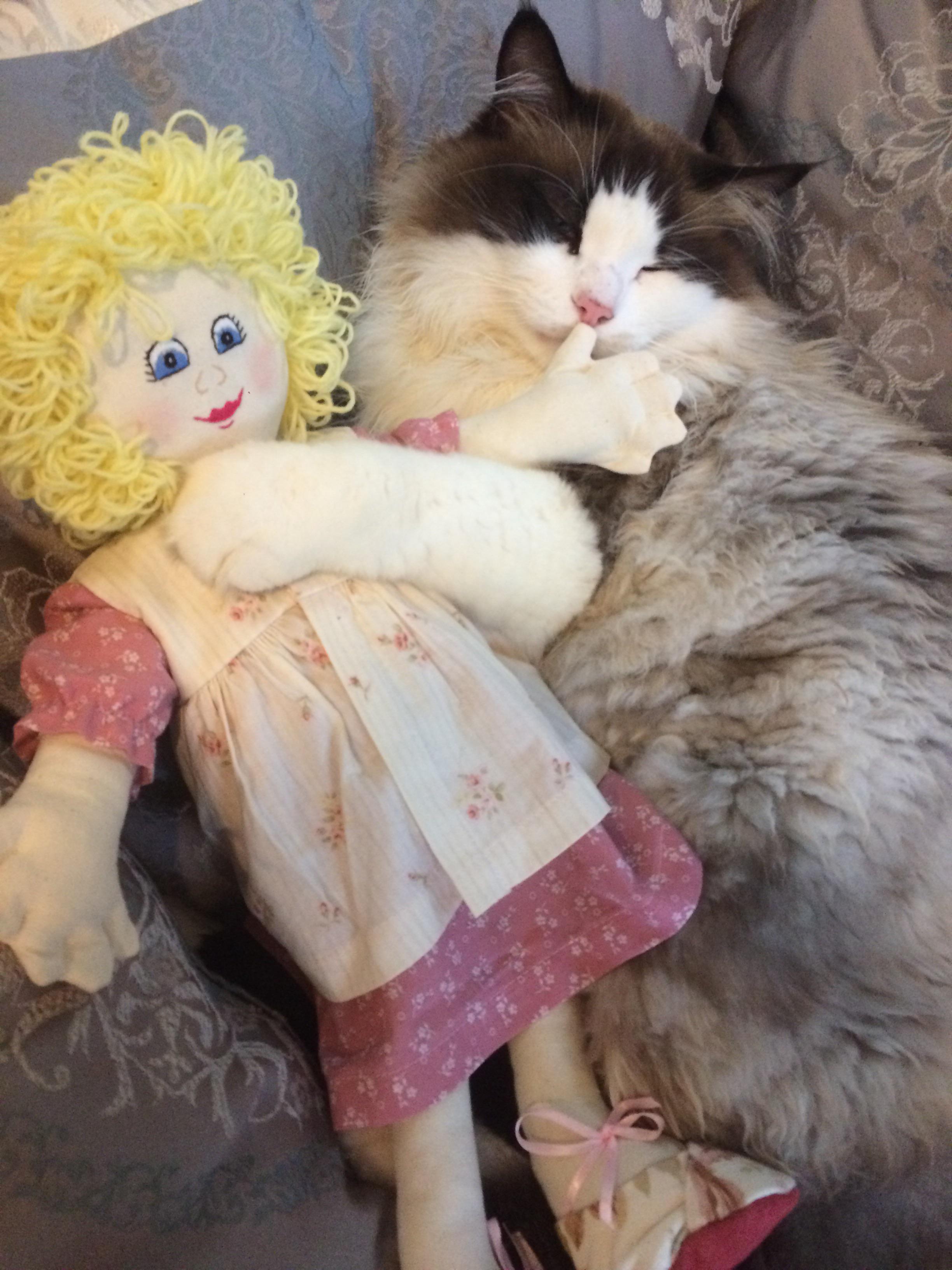 My Ragdoll snuggling his ragdoll. | Scrolller