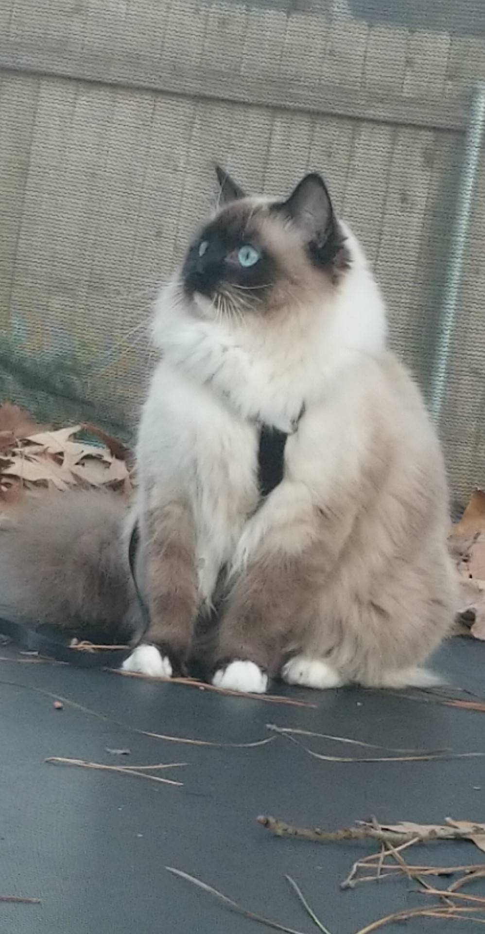 My ragdoll was born on Valentine's day. She just turned 2! | Scrolller