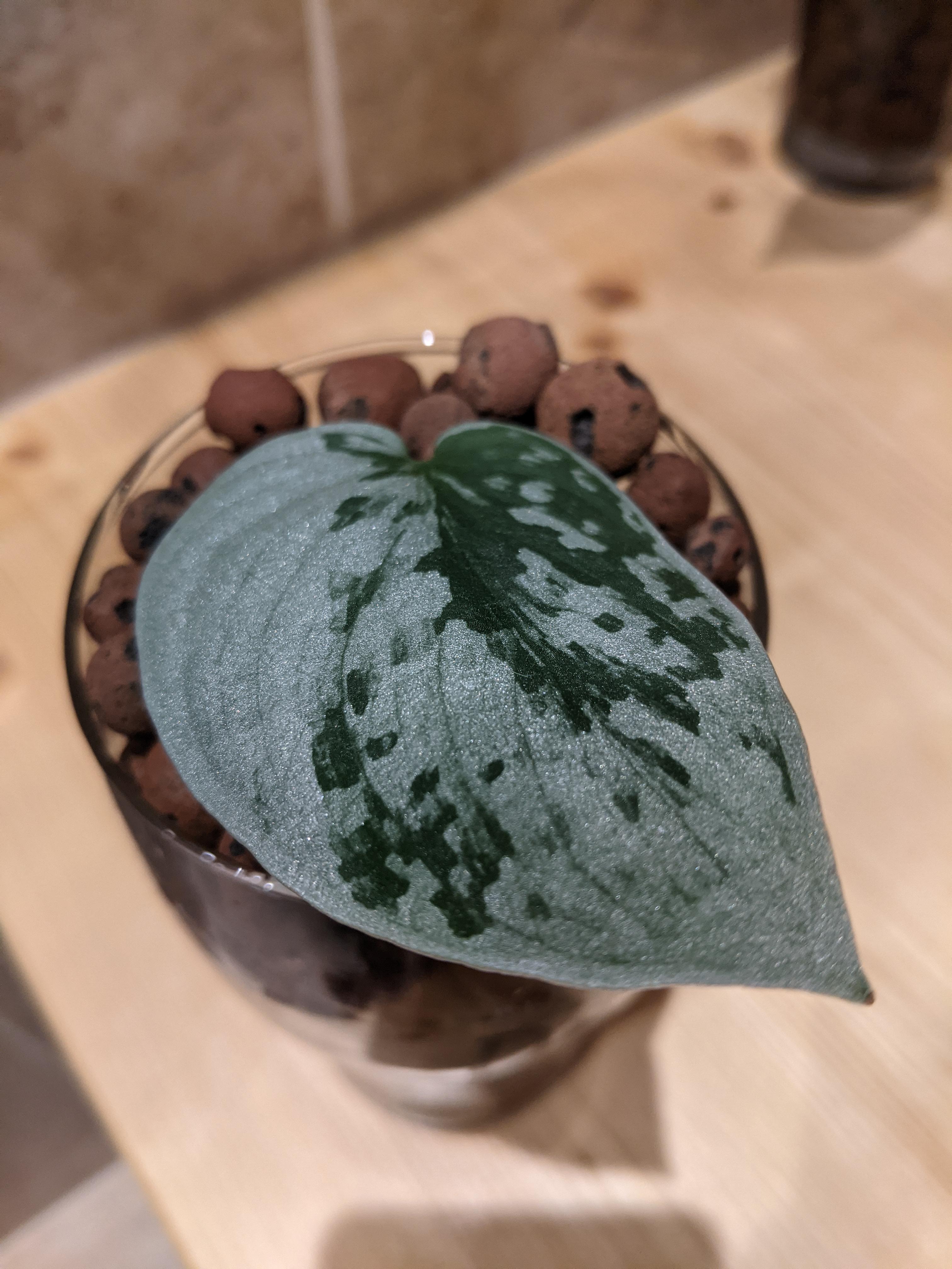 My Scindapsus pictus ‘Silvery Ann’ cutting finally rooted. Yay! I'm sure checking for roots a ...