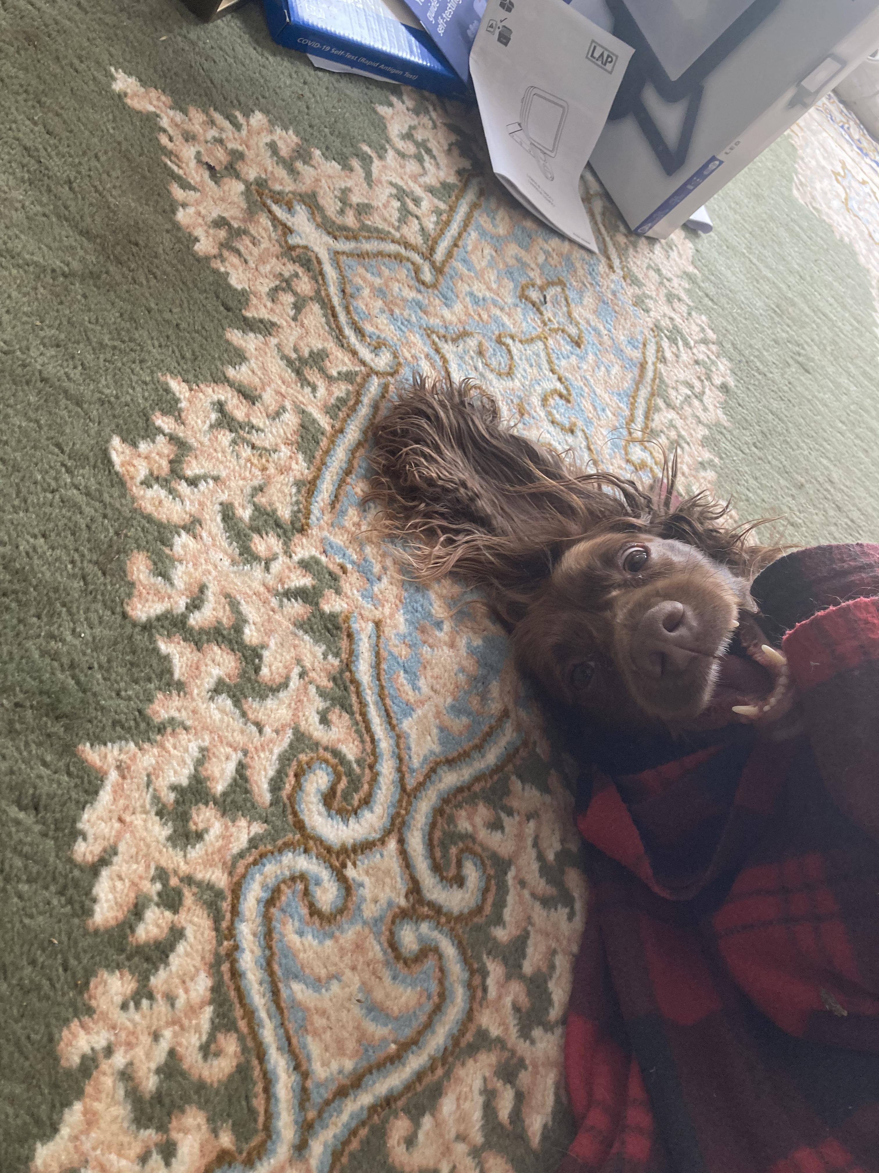 My silly little doggo | Scrolller