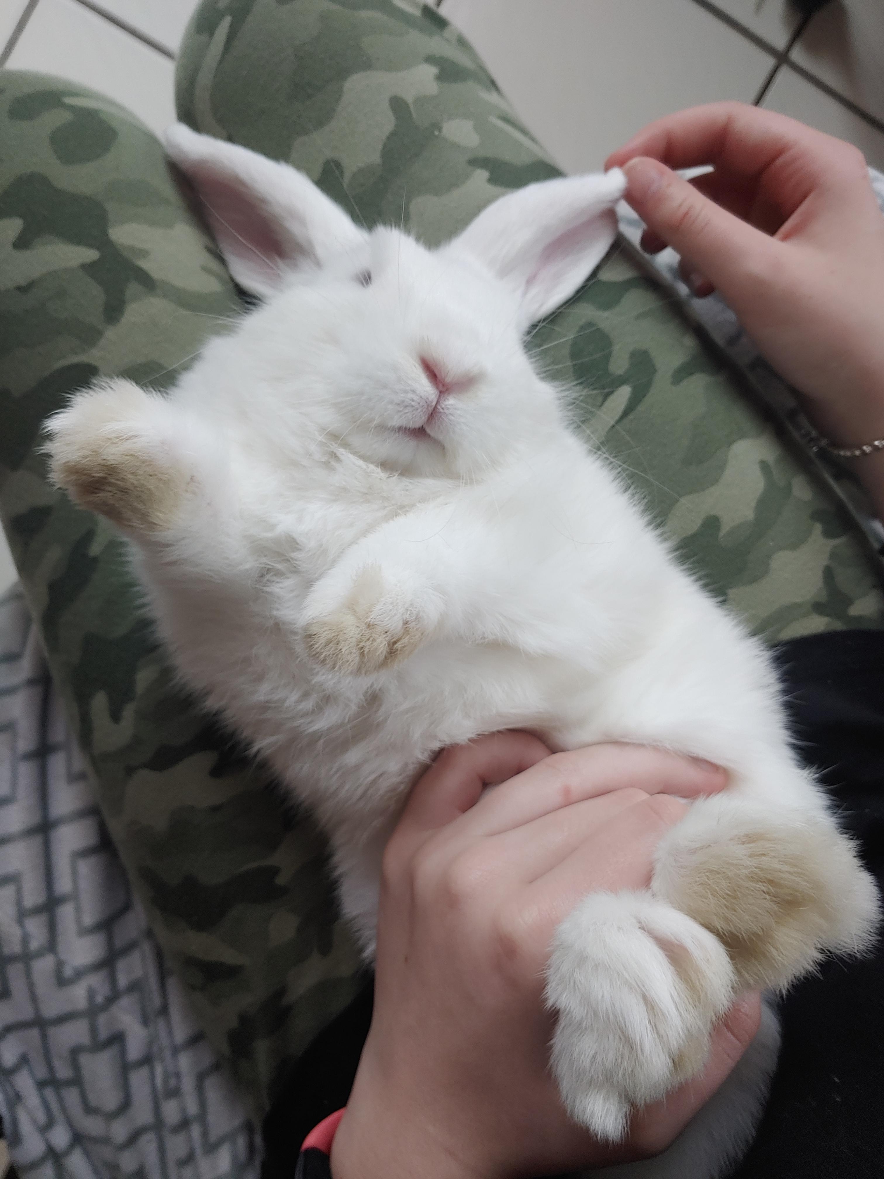 My sister's rabbit | Scrolller