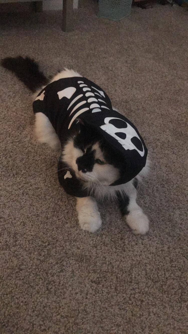 My skeleton baby ☠️😸 | Scrolller