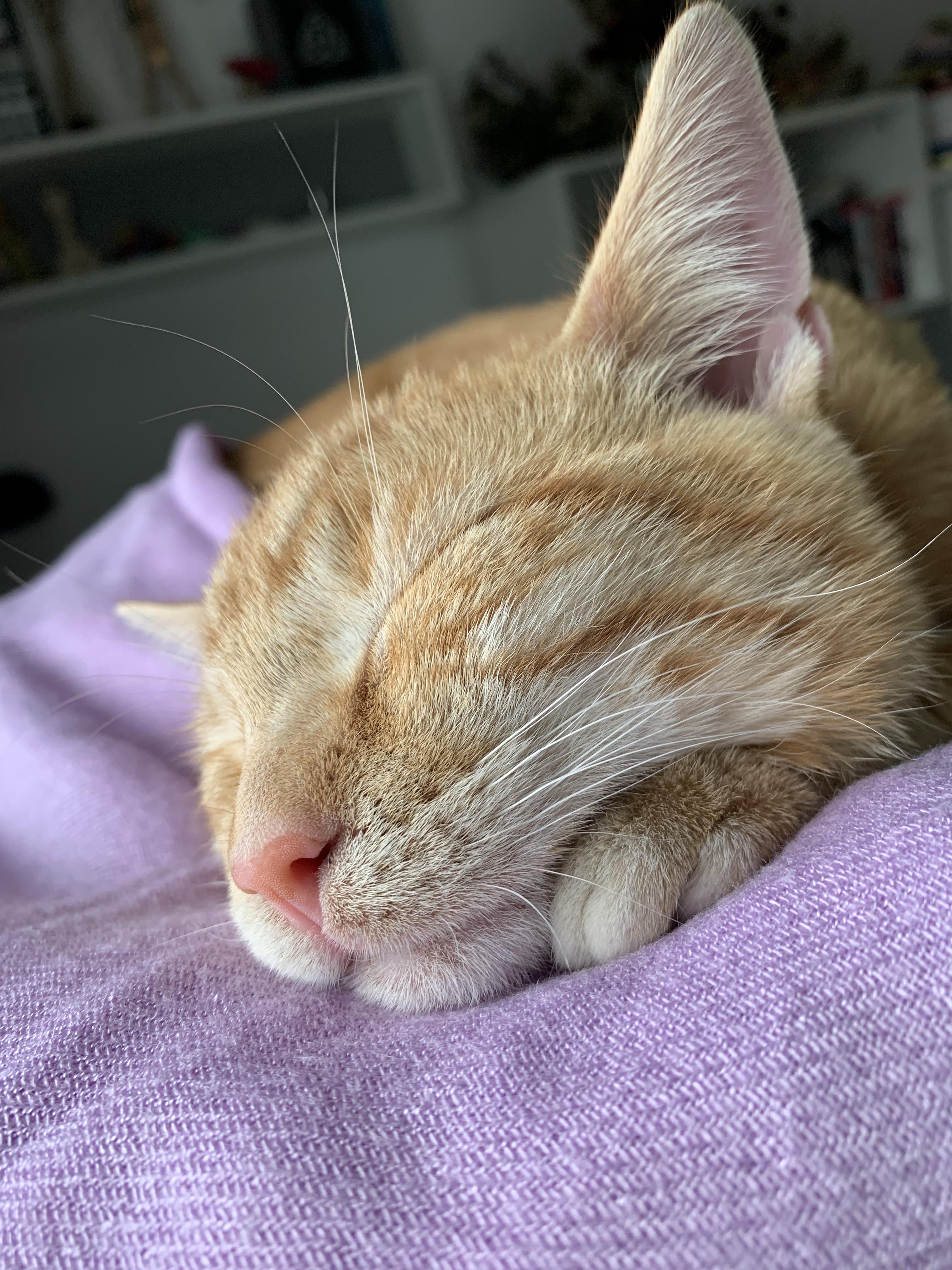 My sleepy boi | Scrolller