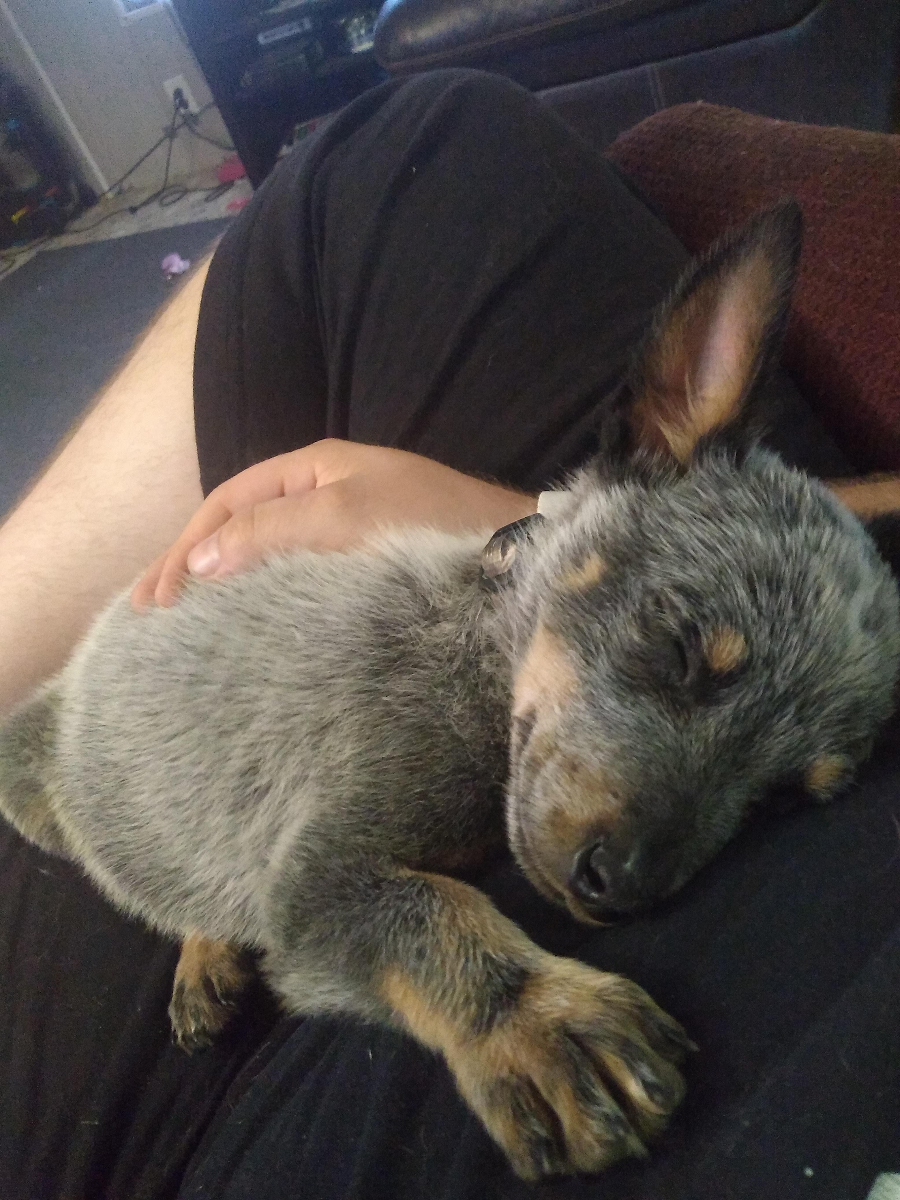 My sleepy boy is getting bigger! | Scrolller