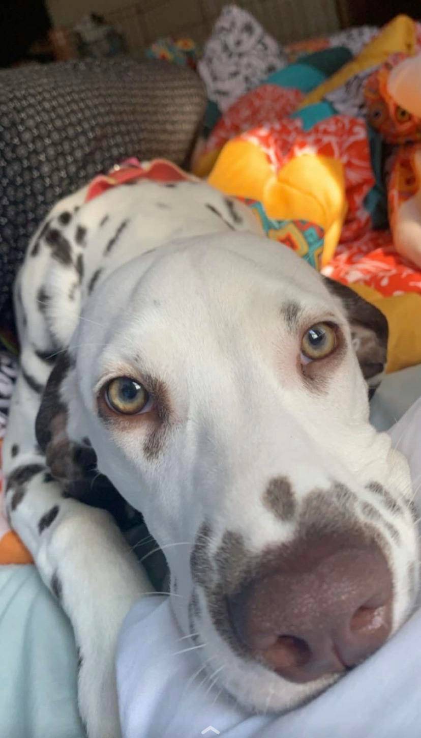 My sleepy girl, Ruby | Scrolller