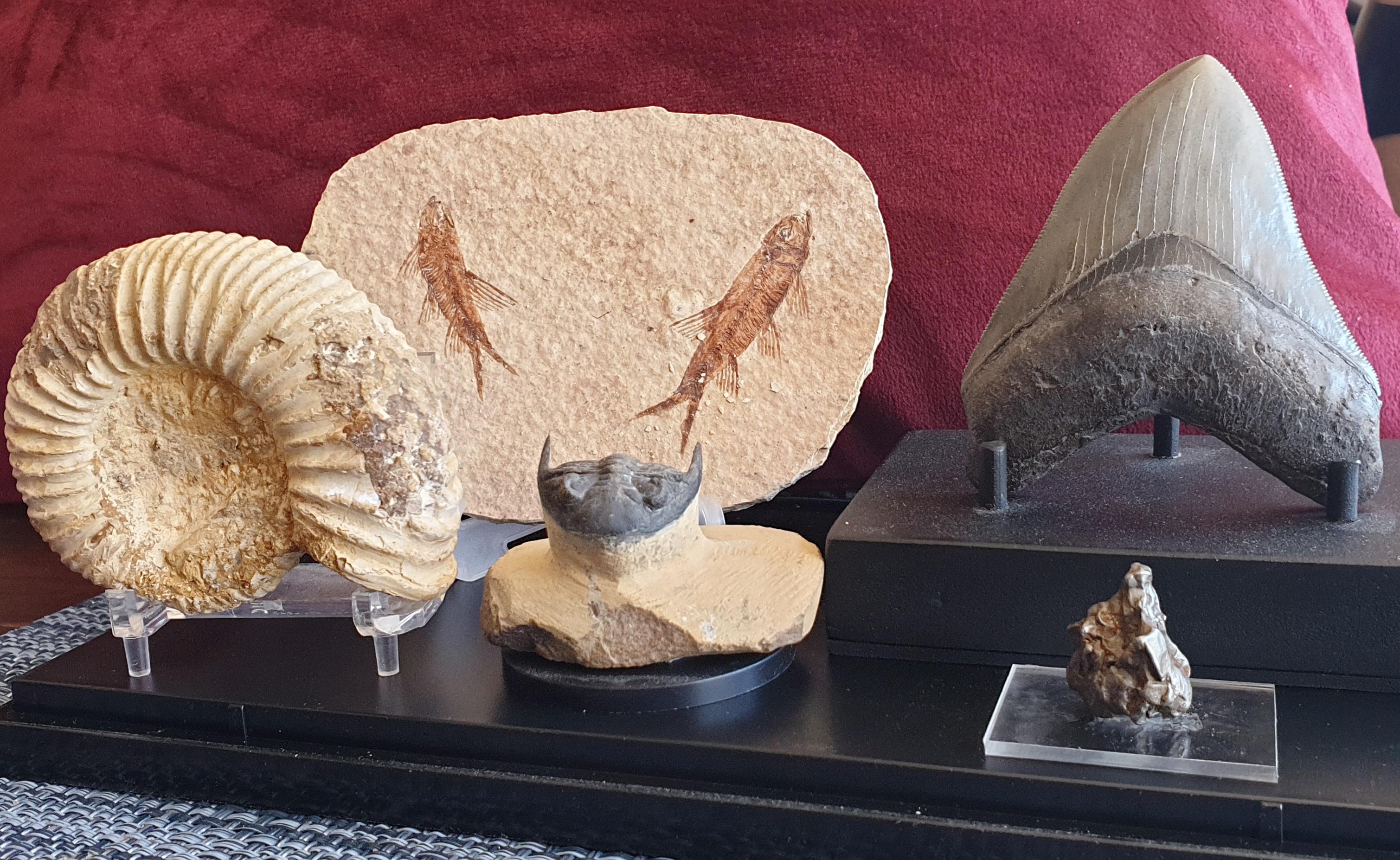 My small fossil collection. + Meteorite | Scrolller