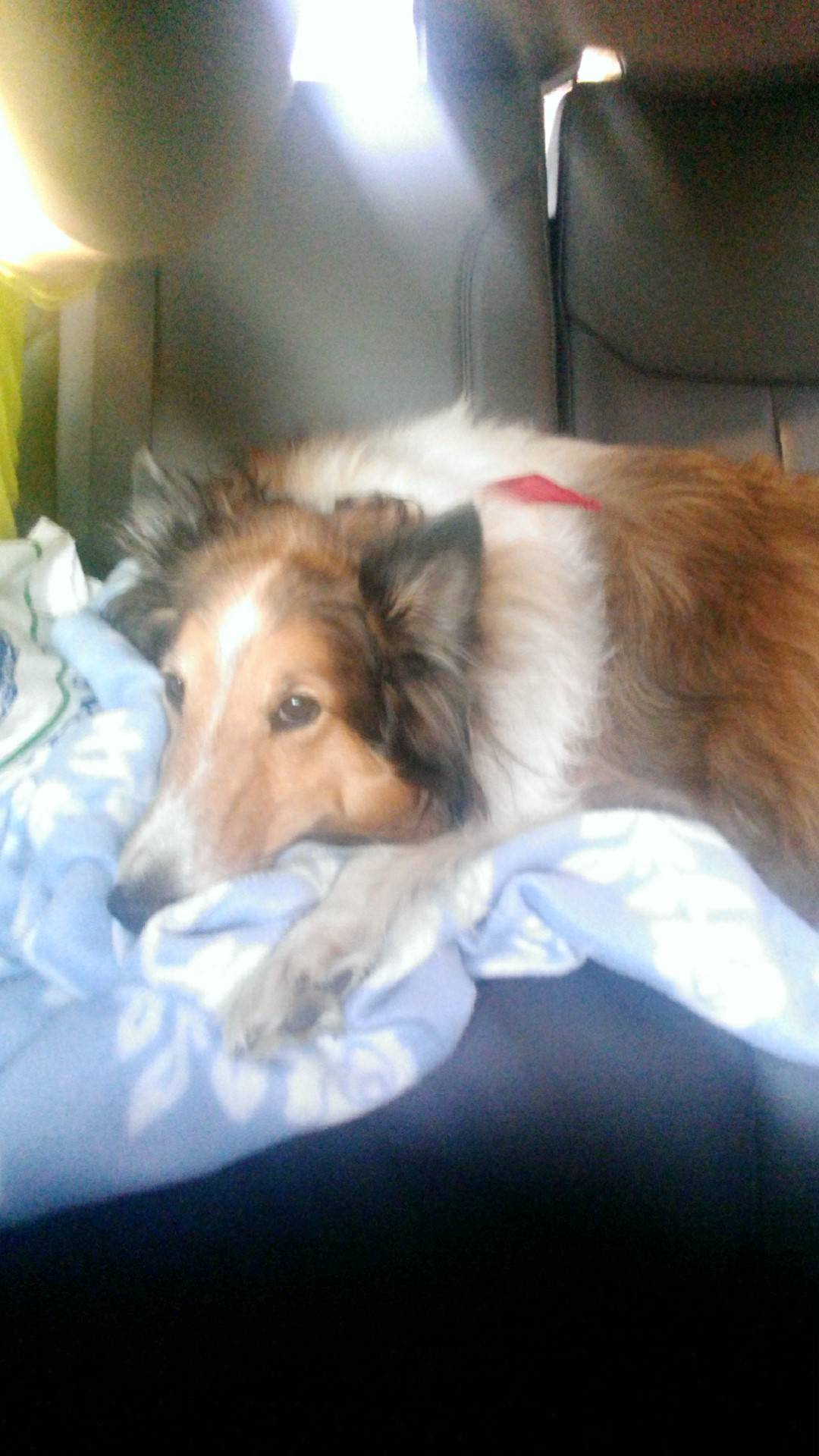 My snuggly little girl loves her car rides! | Scrolller