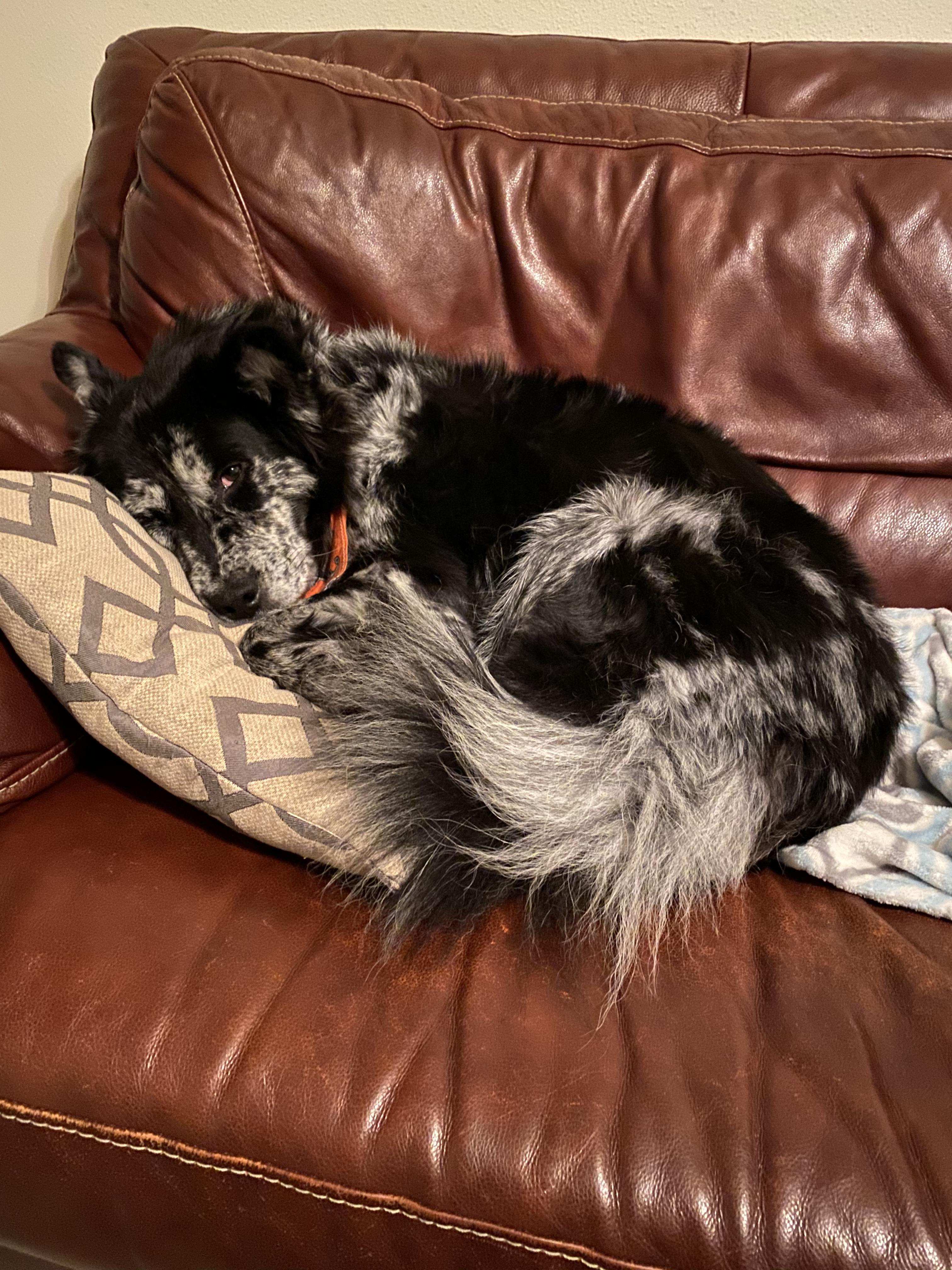 My spoiled girl asking for some couch cuddles | Scrolller