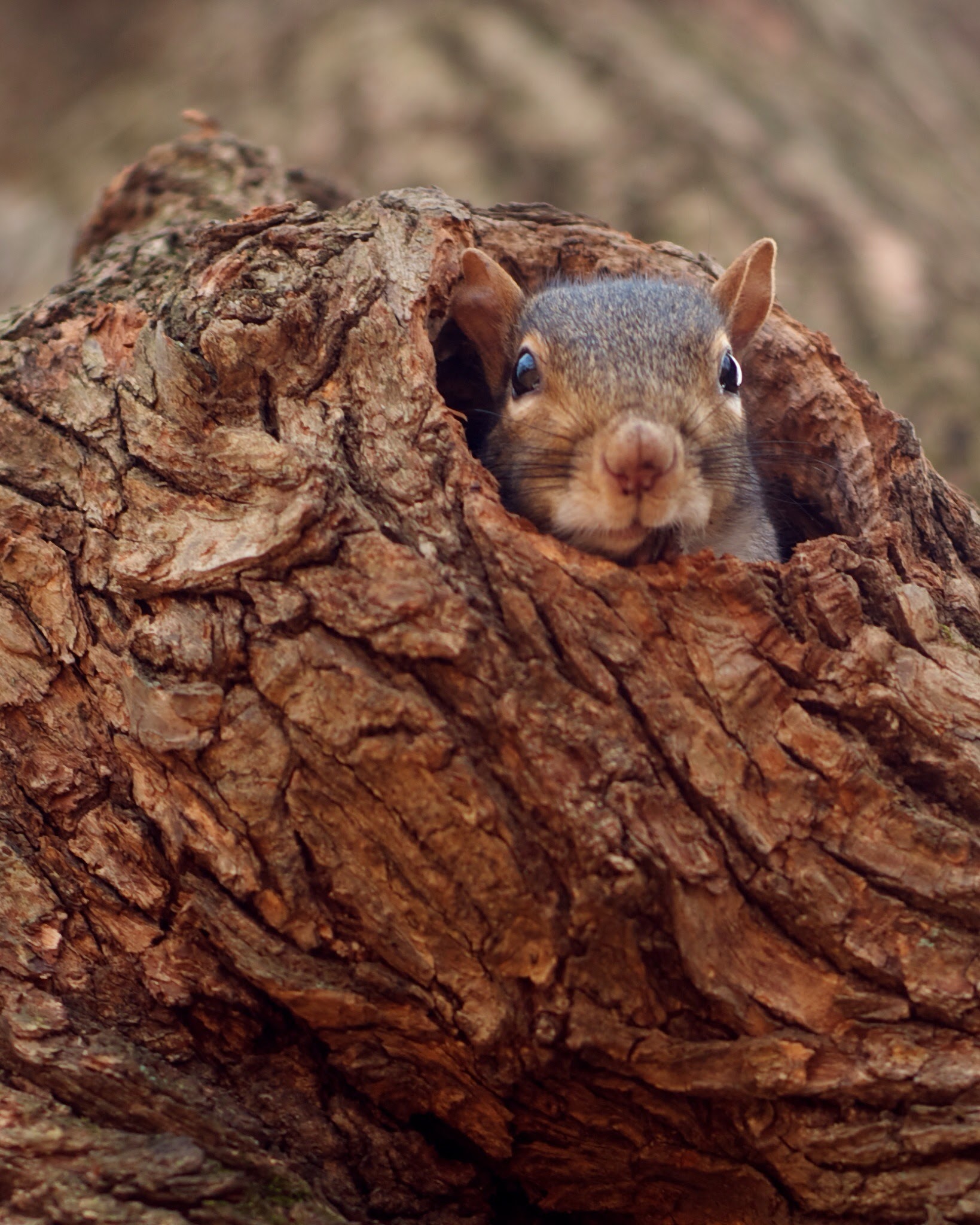 My squirrel is better than your squirrel | Scrolller