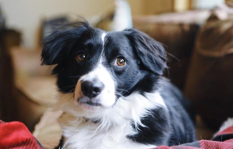 My stubby buddy- Chilly the Borgi | Scrolller