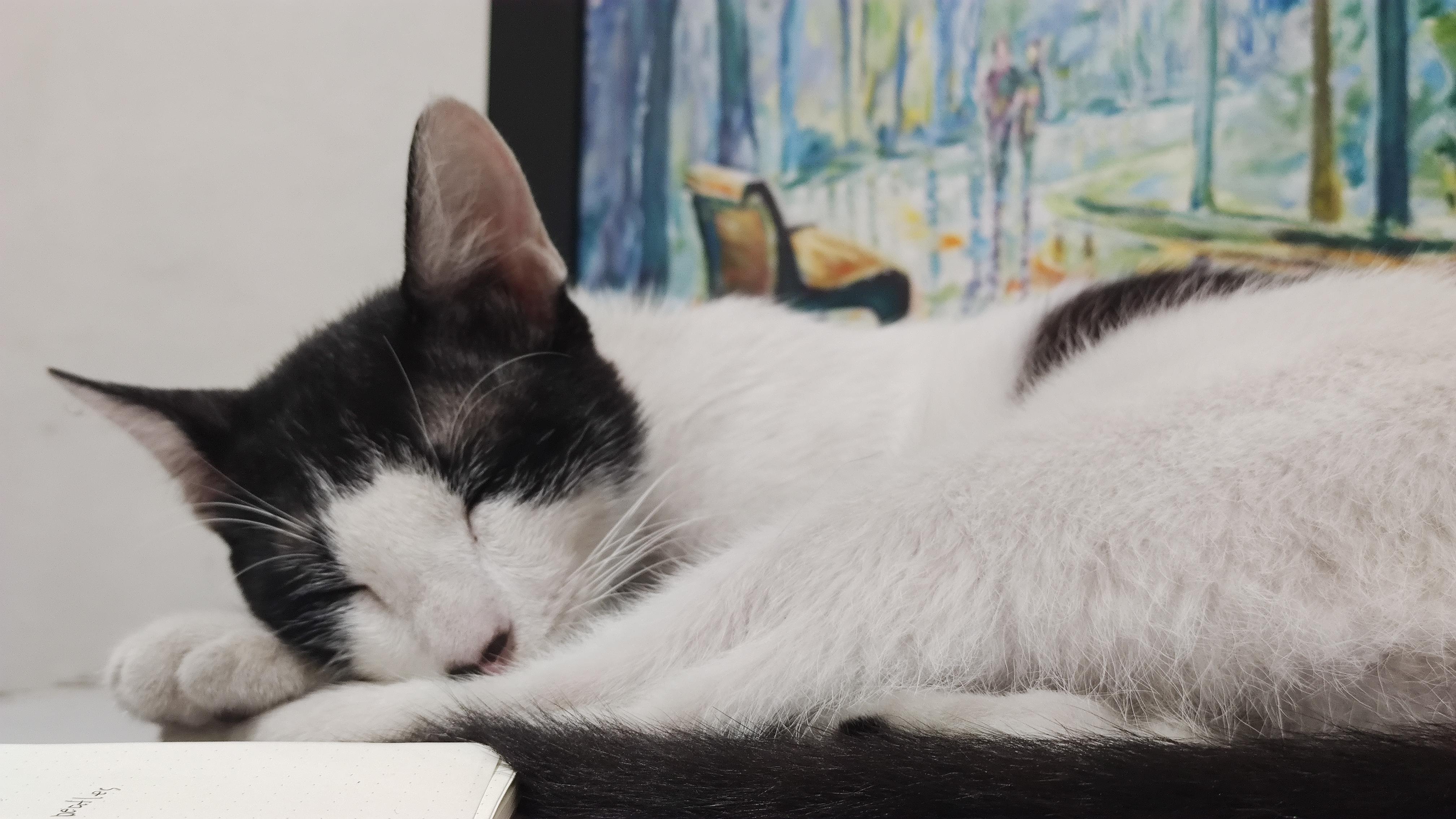 My study buddy [OC] | Scrolller