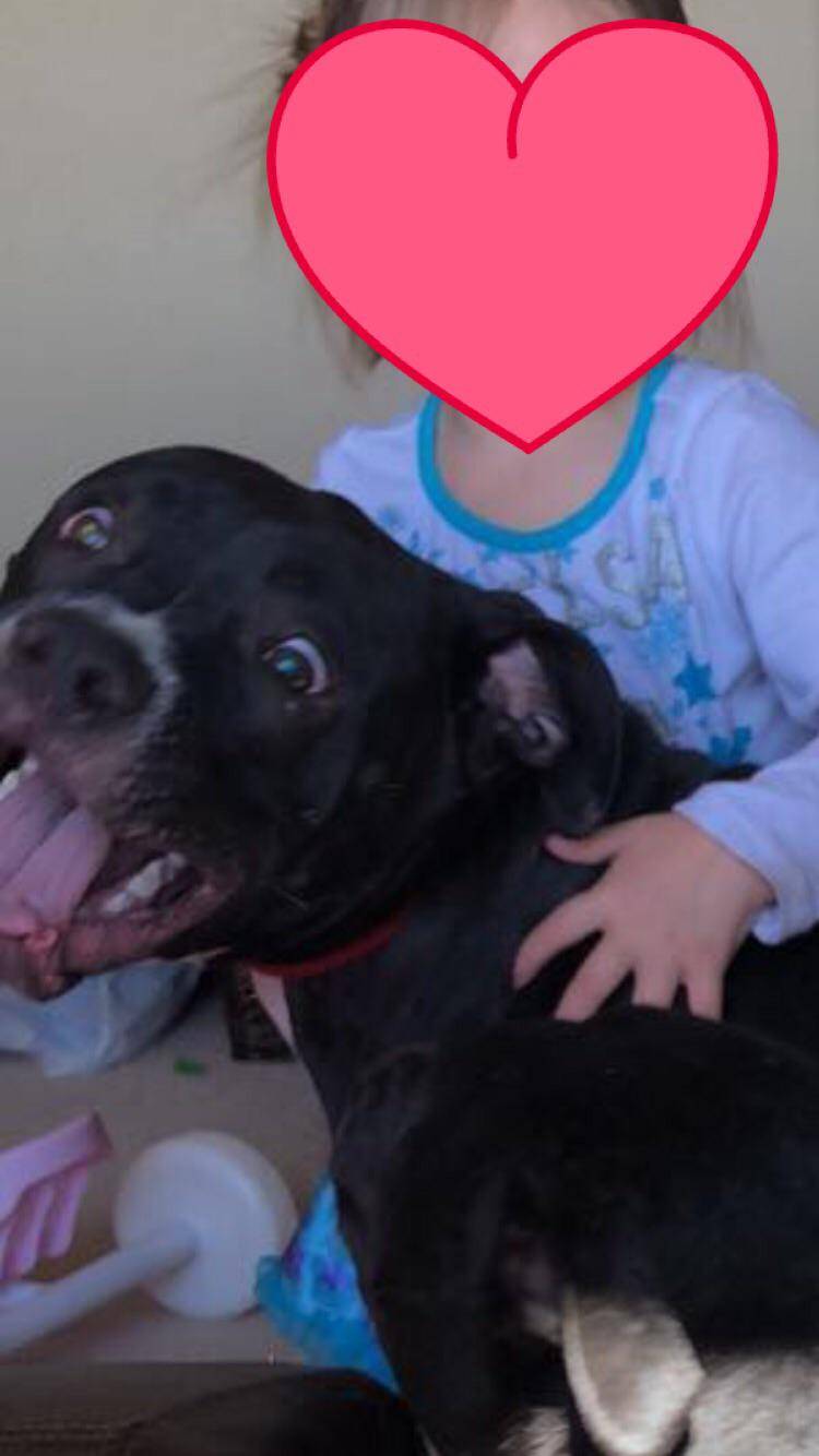 My super photogenic dog | Scrolller