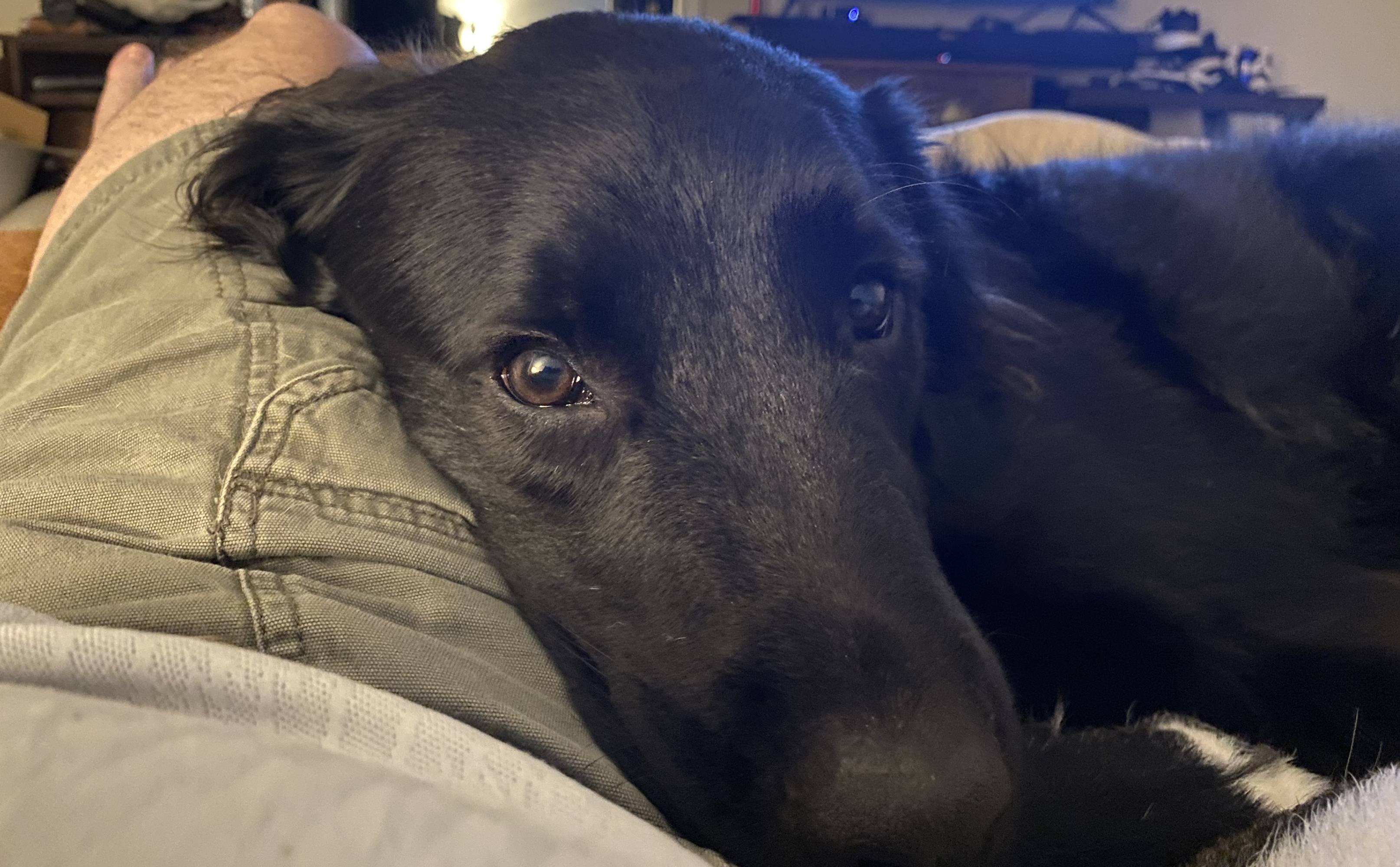 My supermodel...Bear | Scrolller