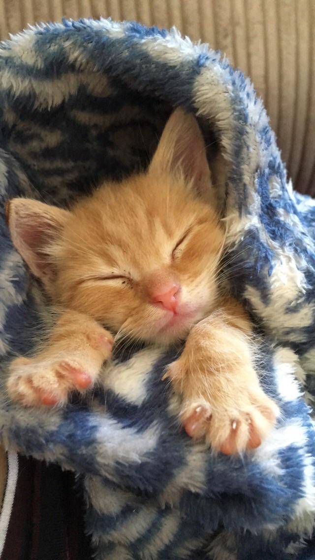 My sweet foster baby 🧡 | Scrolller