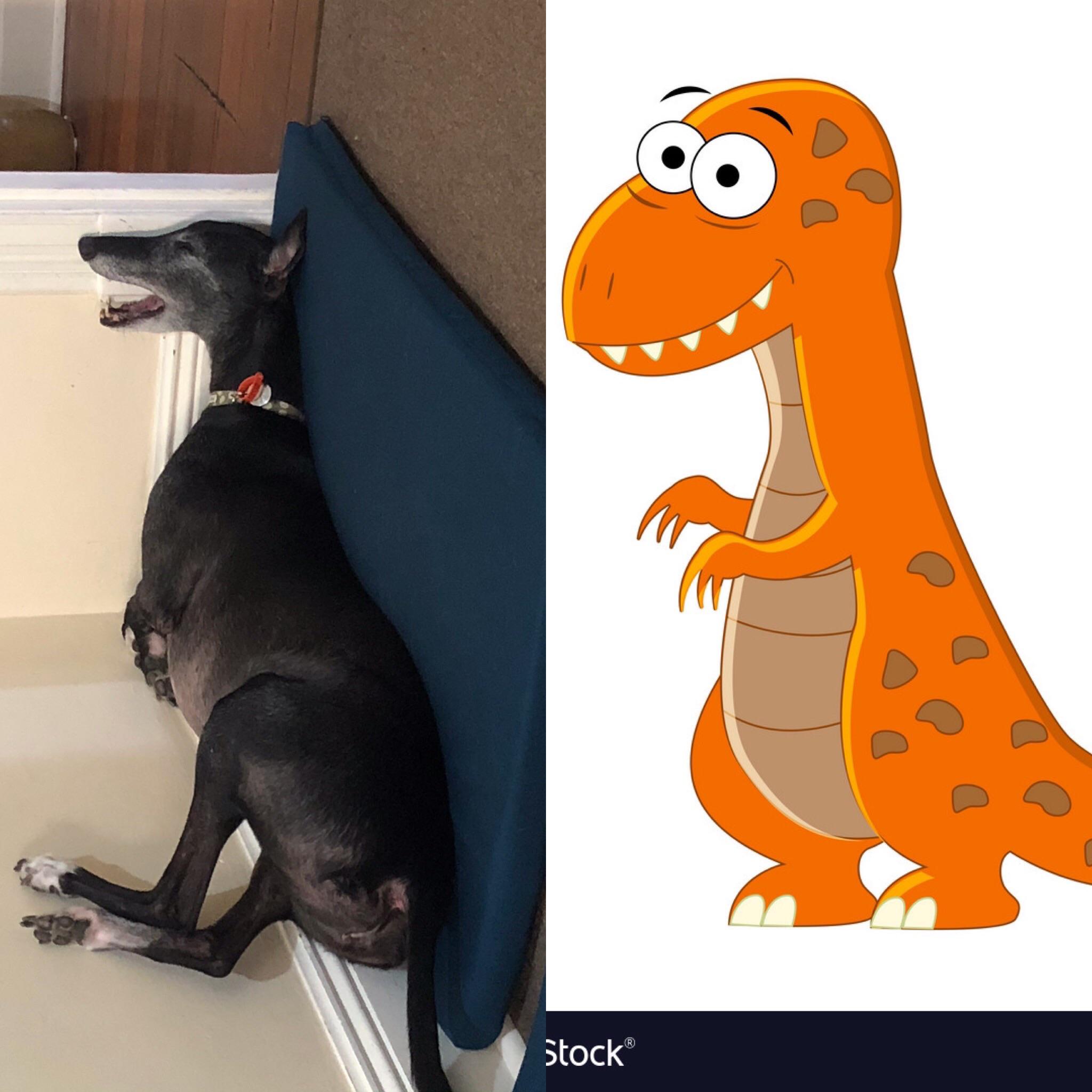 My sweet snoozy t-rex | Scrolller