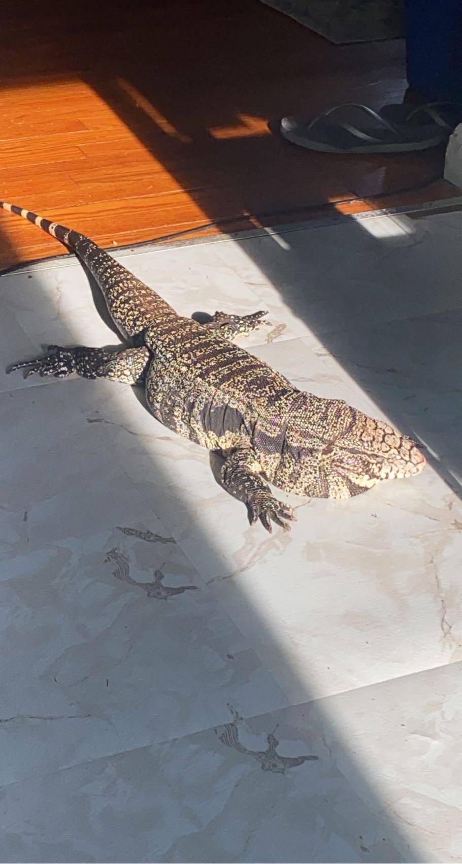 My tegu got outside and is missing! | Scrolller