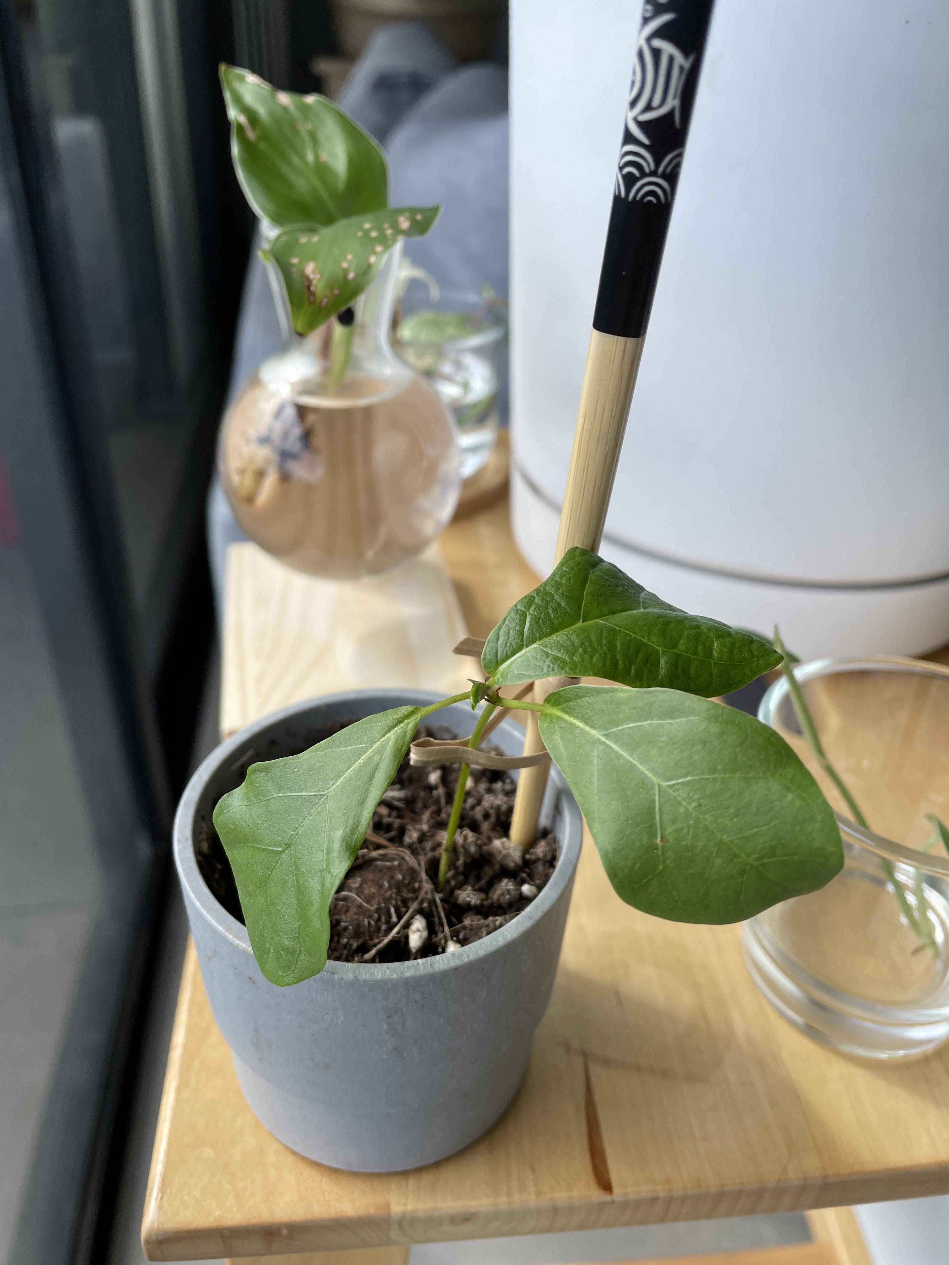 My tiny fiddle leaf fig plant 🥳 | Scrolller
