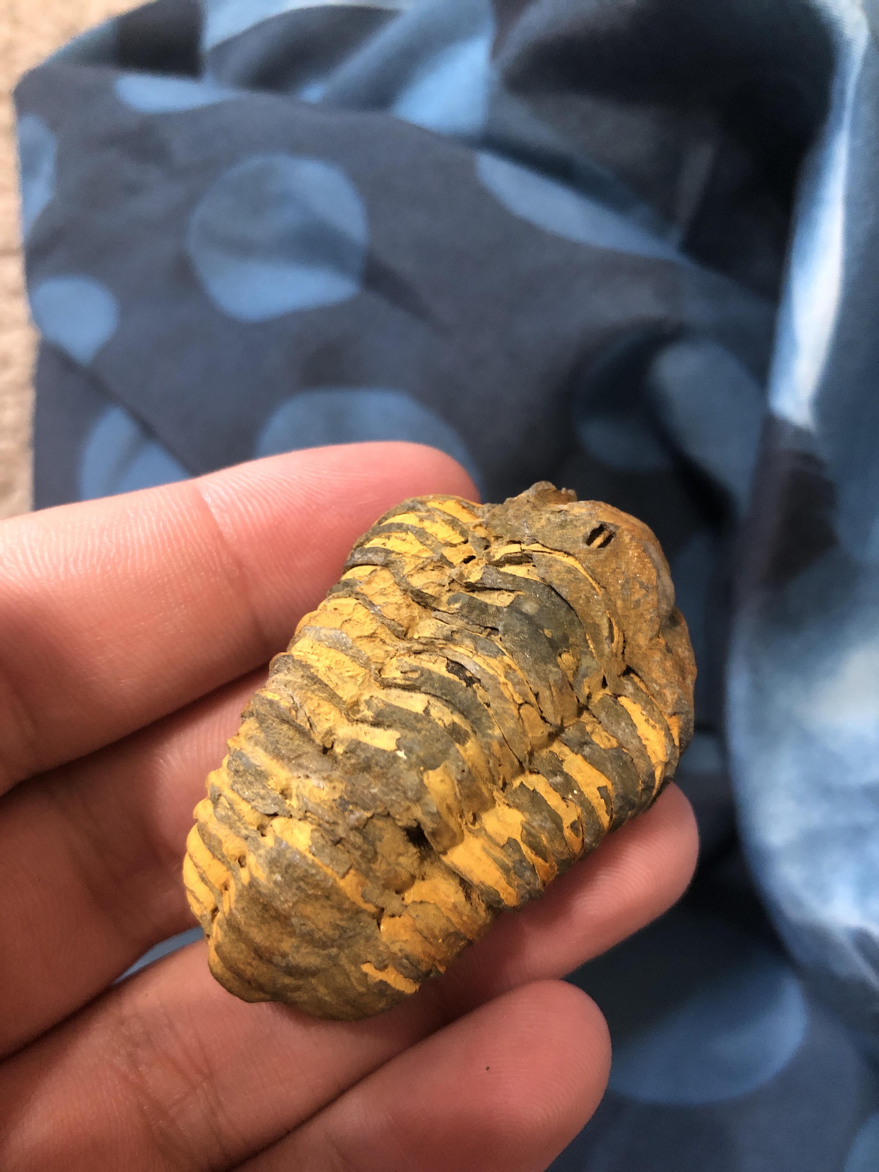 my trilobite fossil | Scrolller
