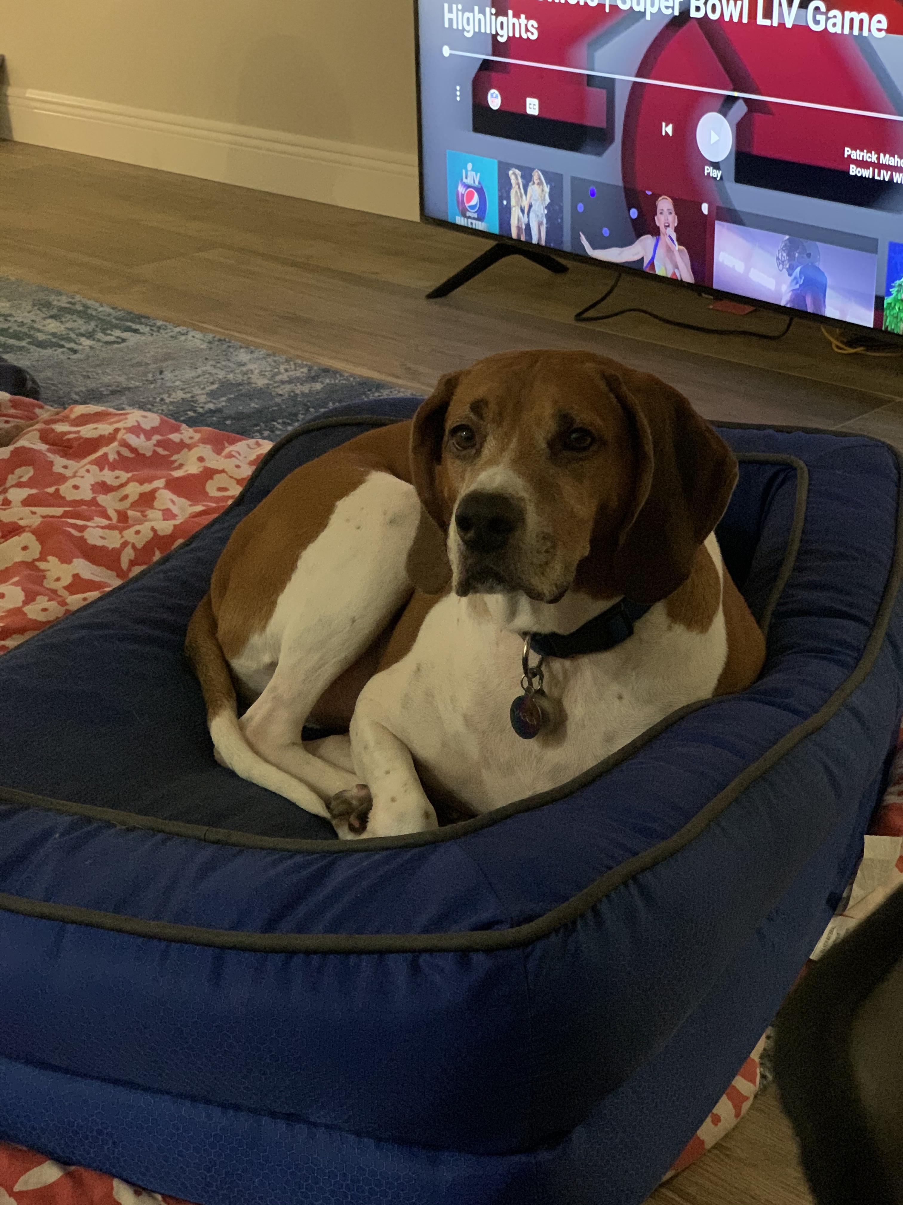 My TWC all snuggled up | Scrolller