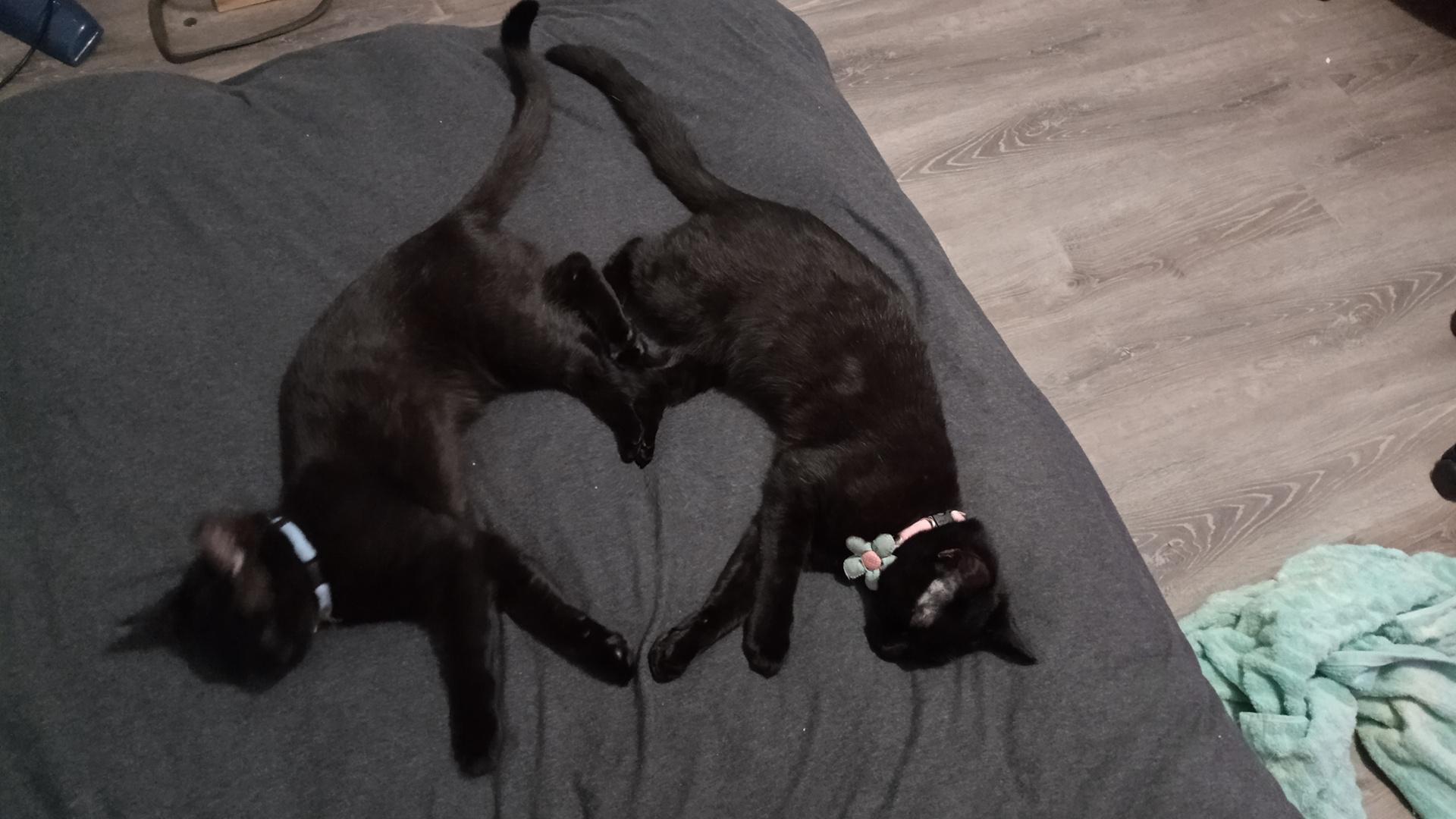 My twin black cats that like to sleep mirrored did this position last night ️ | Scrolller
