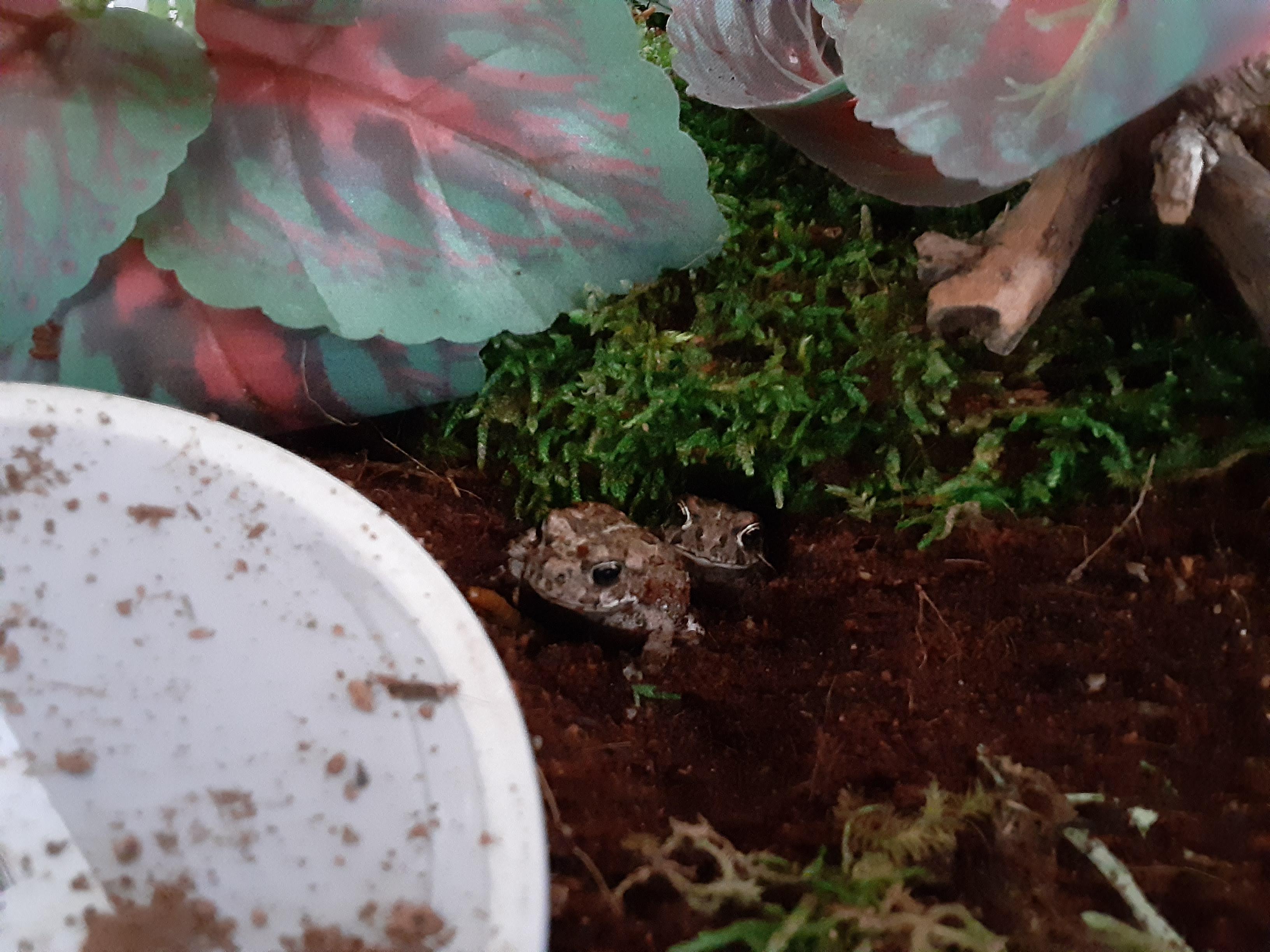 My two baby toads: Otis The Toadis and Eloise | Scrolller