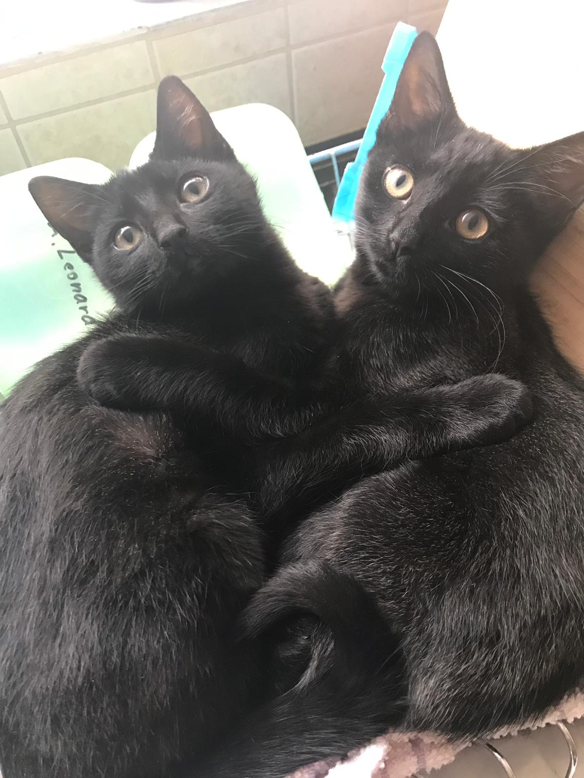 My two kittens love hugging each other like this 😭 | Scrolller