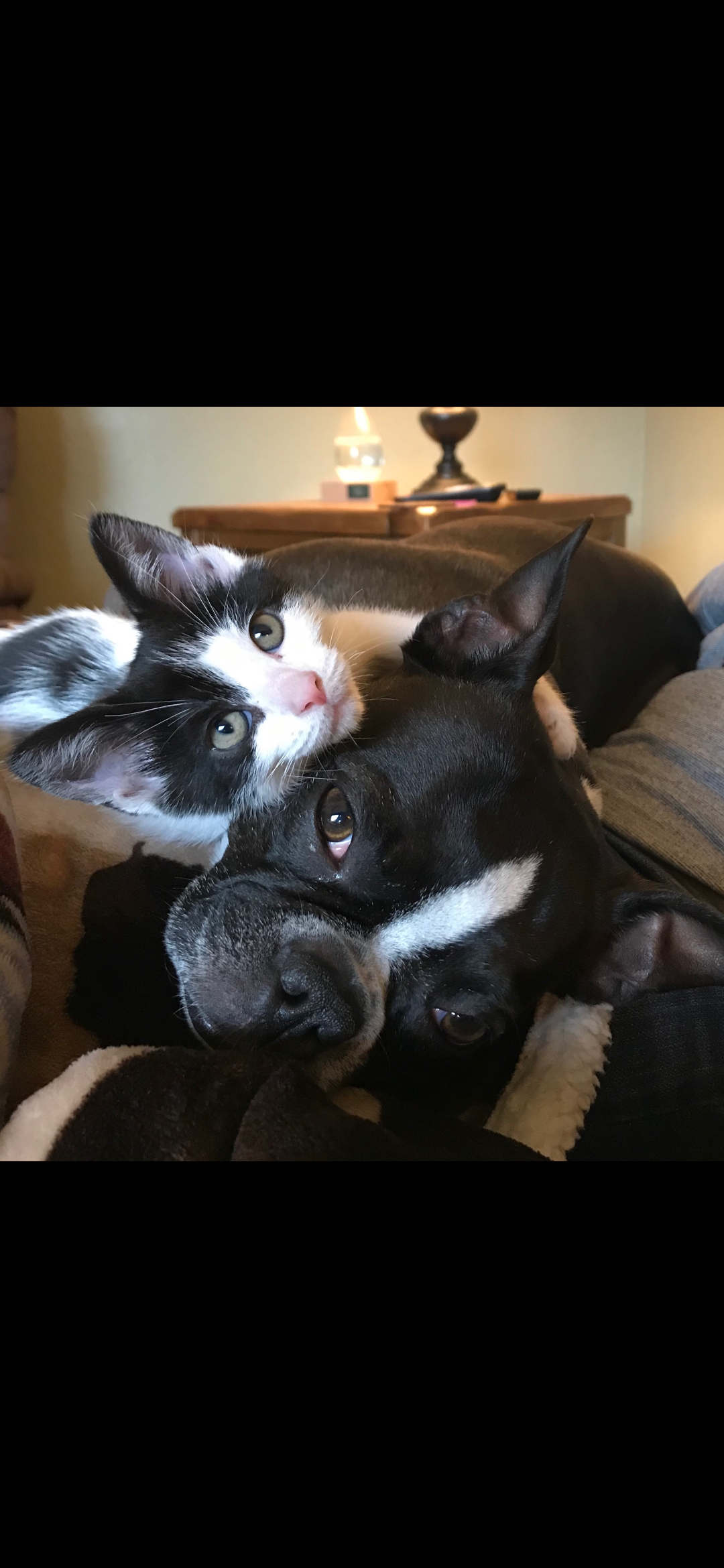 My two little shits | Scrolller