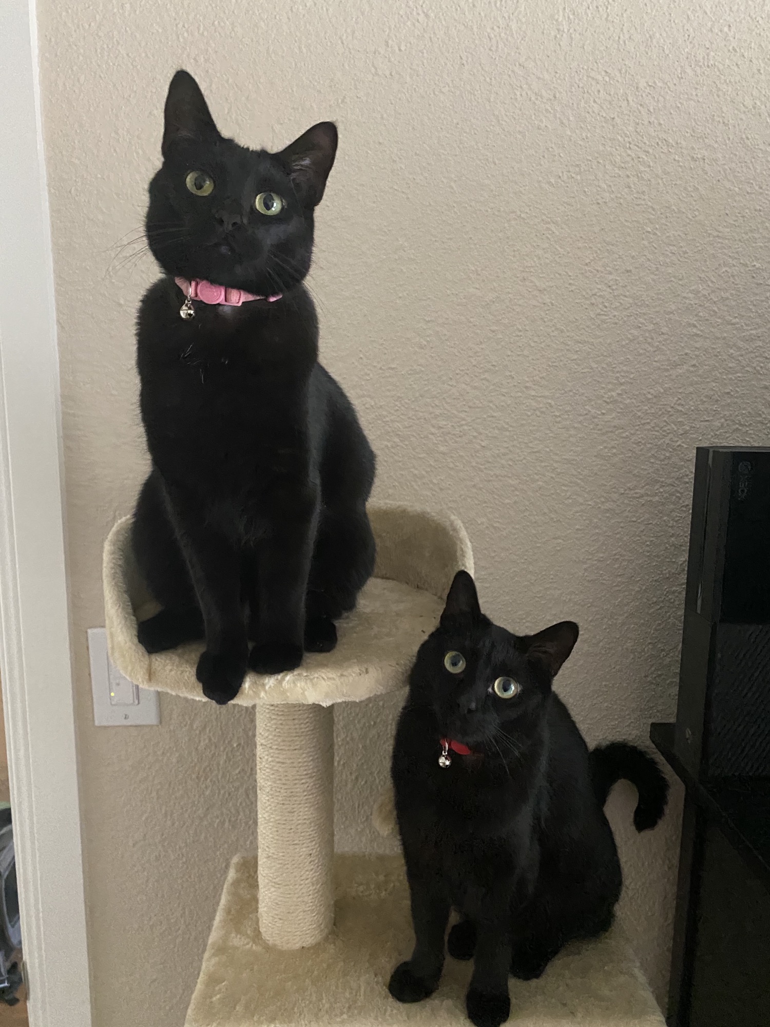 My two voidlings, Bucket and Scoop. | Scrolller