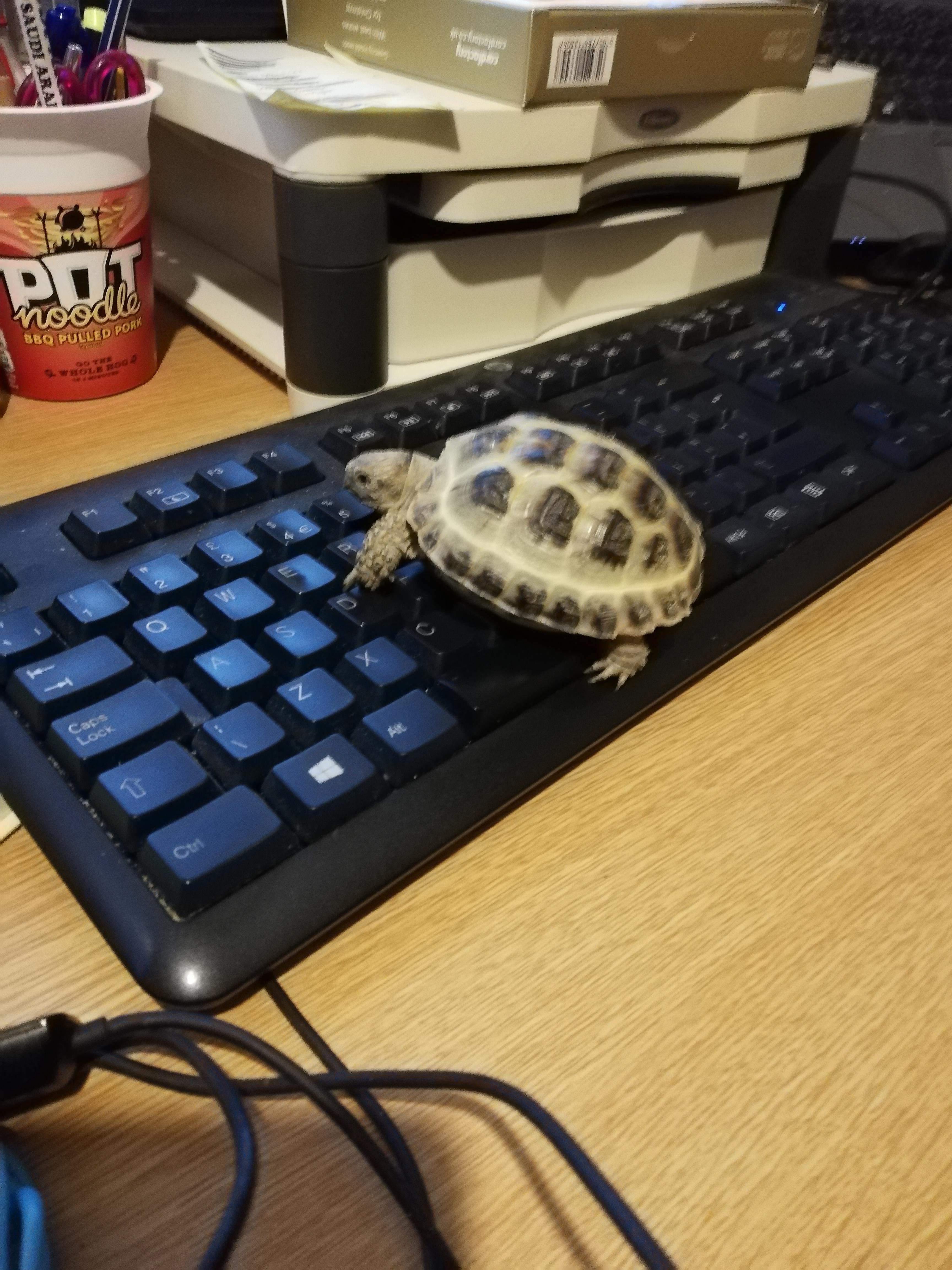 My typing tortoise | Scrolller