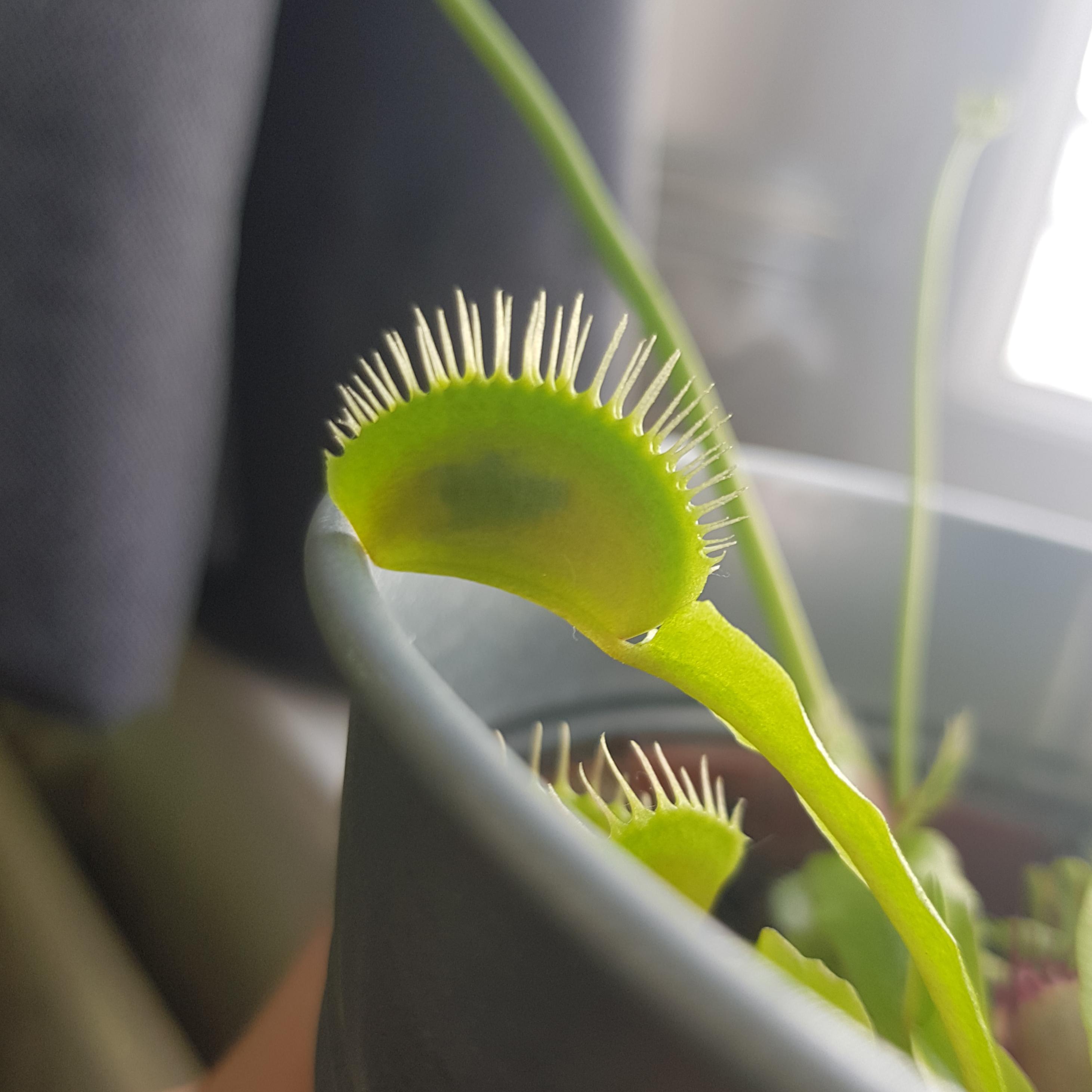 My Venus Flytrap just actually caught a fly | Scrolller