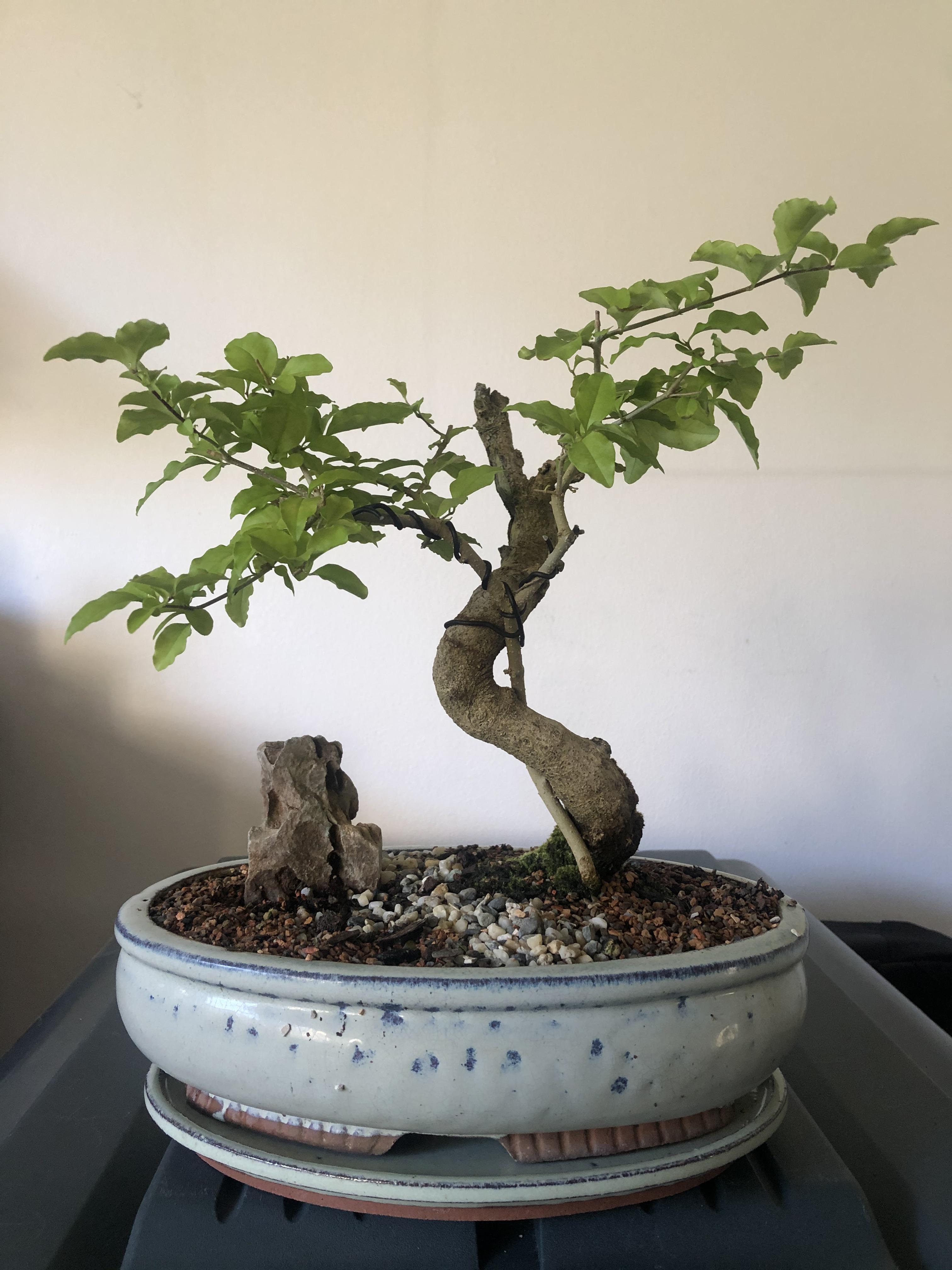 My very first Bonsai, a Chinese Privet | Scrolller