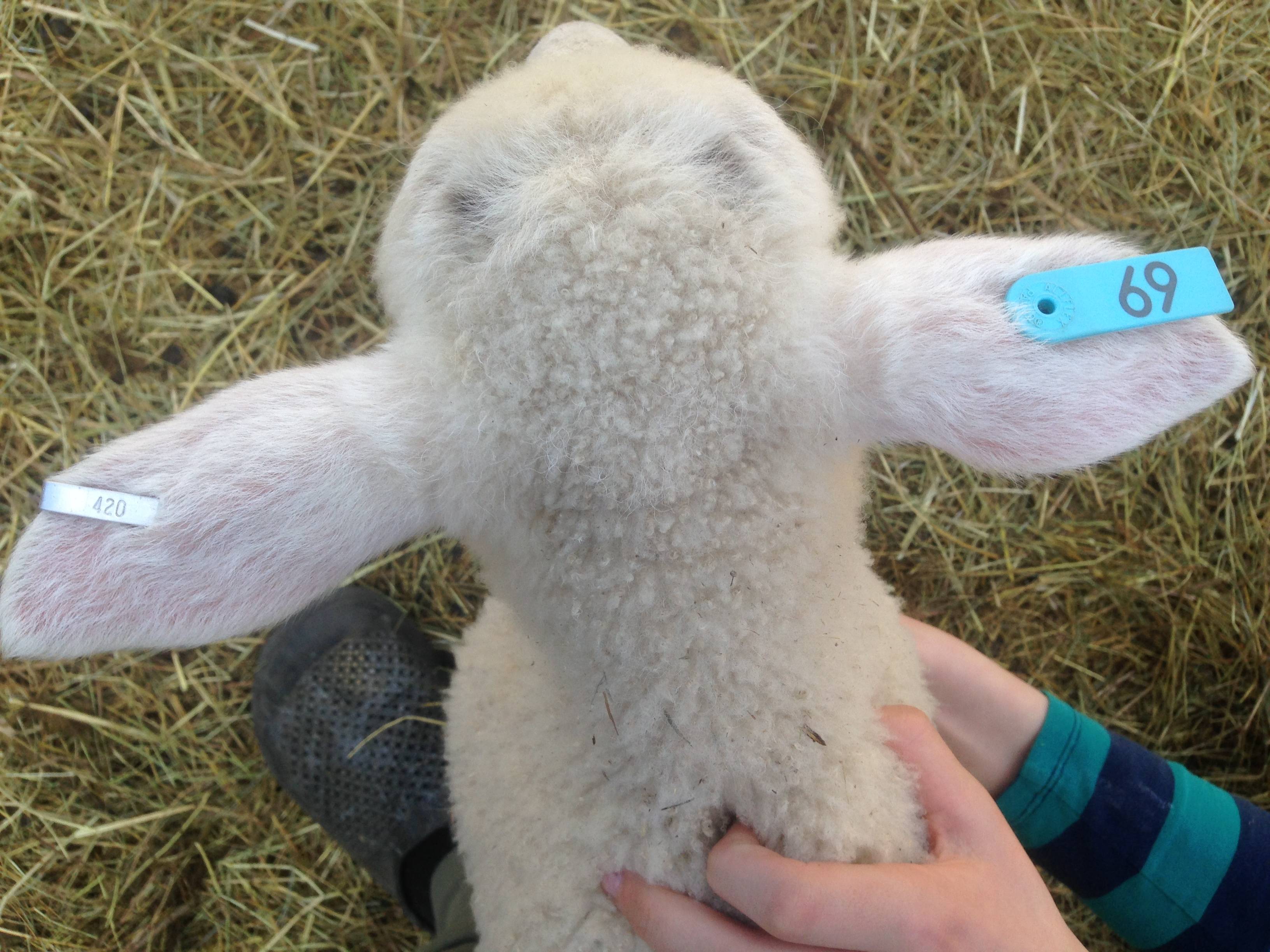 My very nice lamb | Scrolller