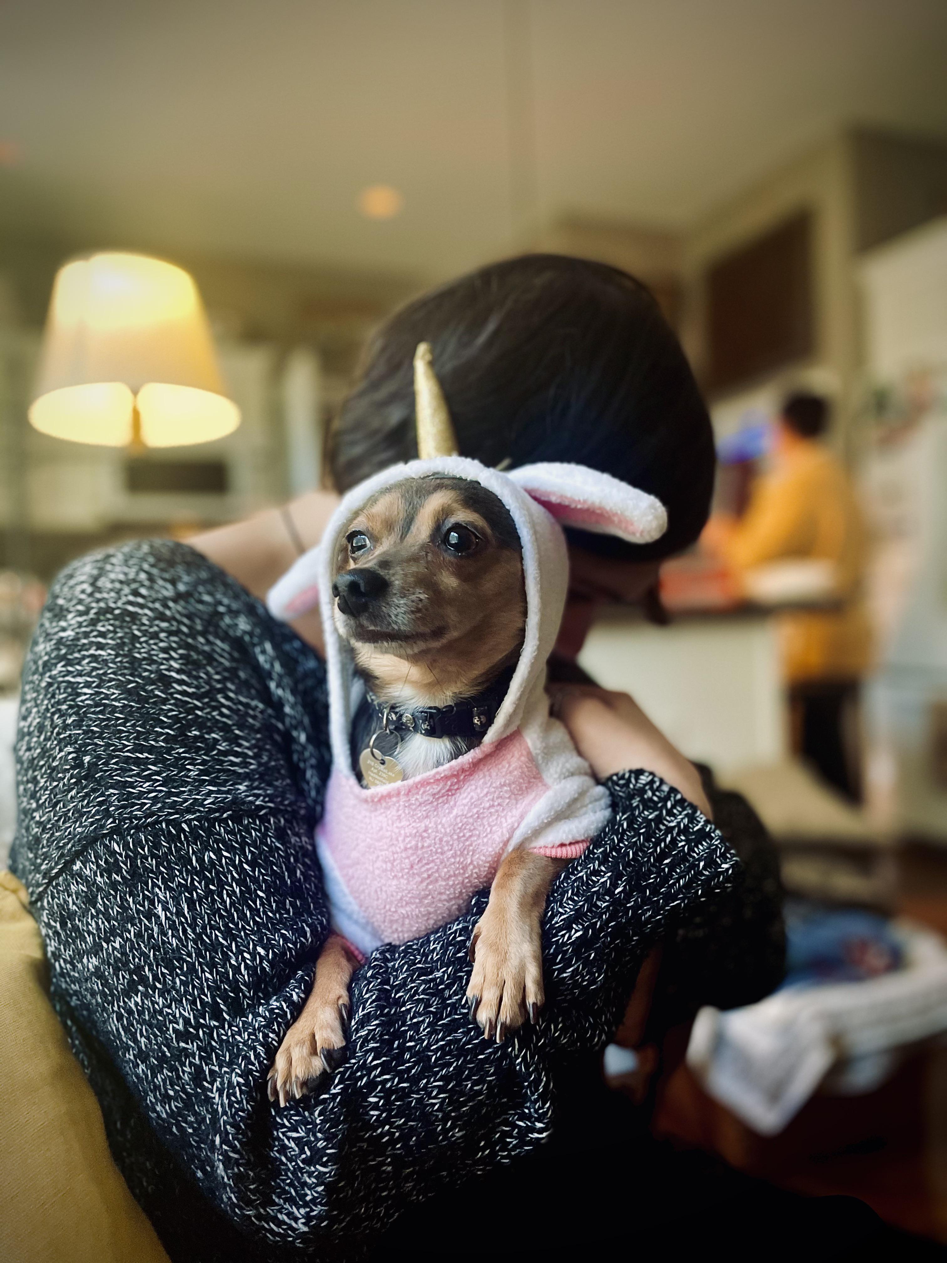 My very rare unicorn pup. | Scrolller
