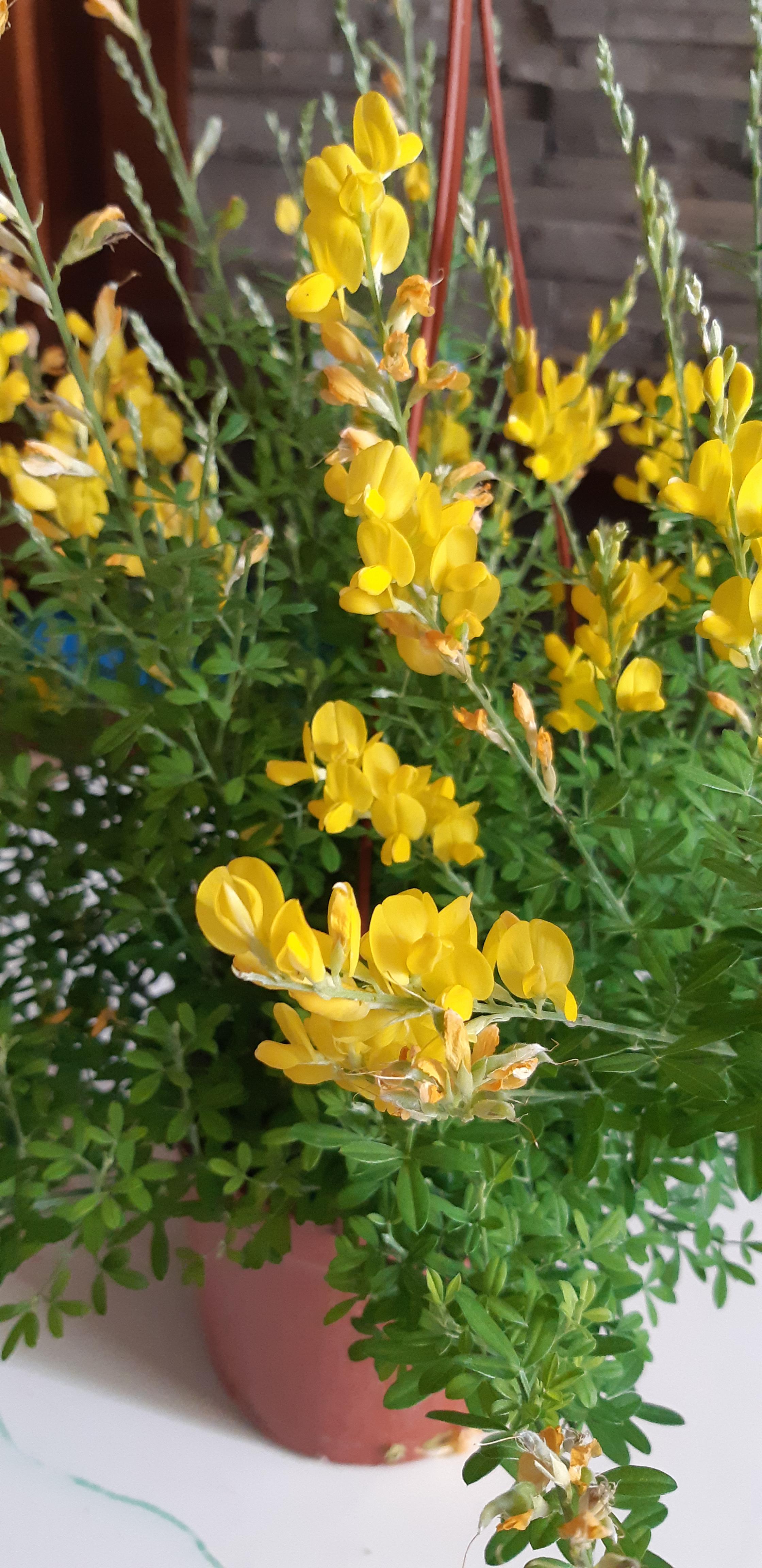 My wife just bought a new hanging basket. Can anyone help us identify this plant and give any ...