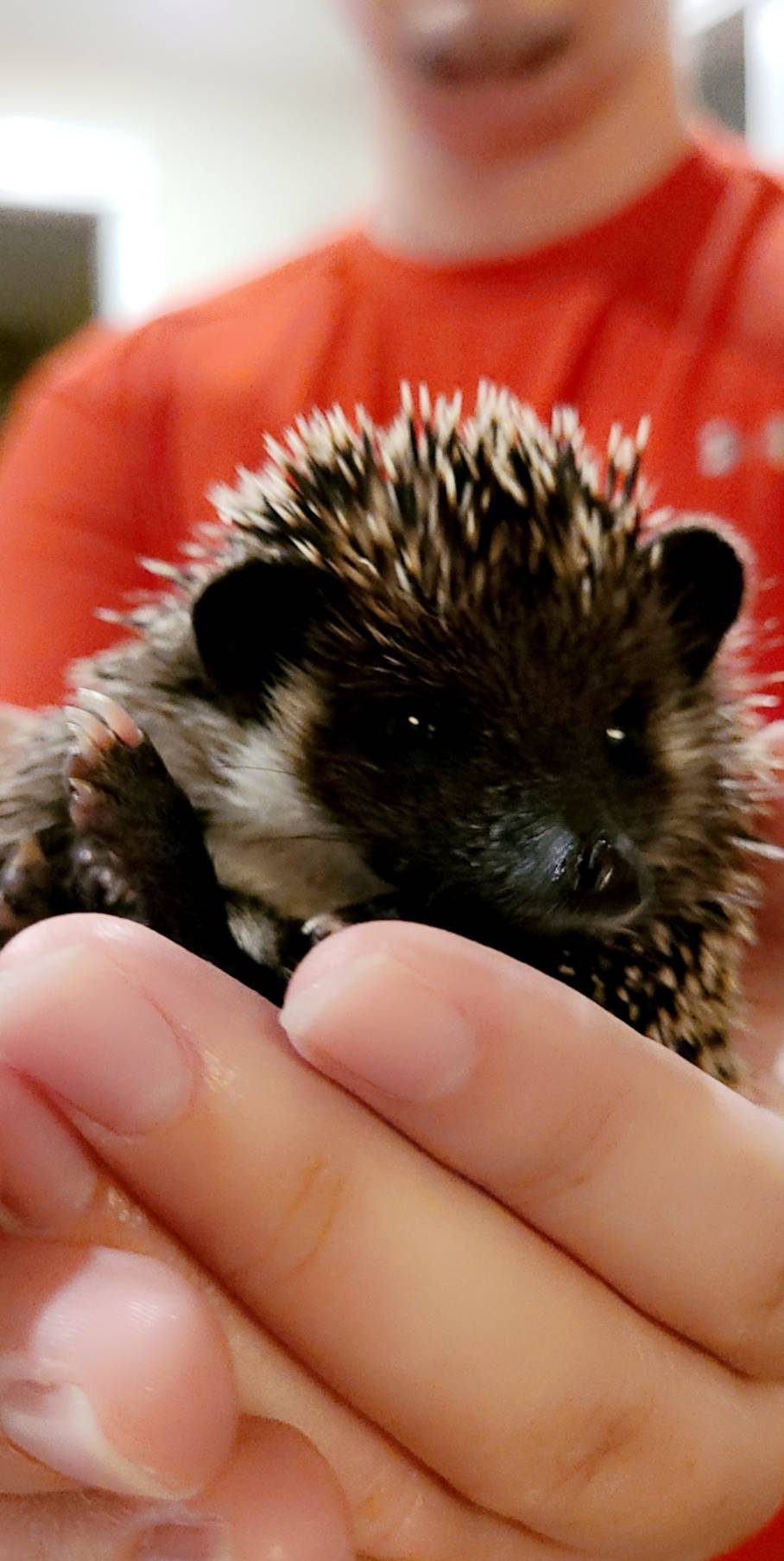 My Wifey and I now have a baby hedgehog! Meet Dr. Rupert!! | Scrolller
