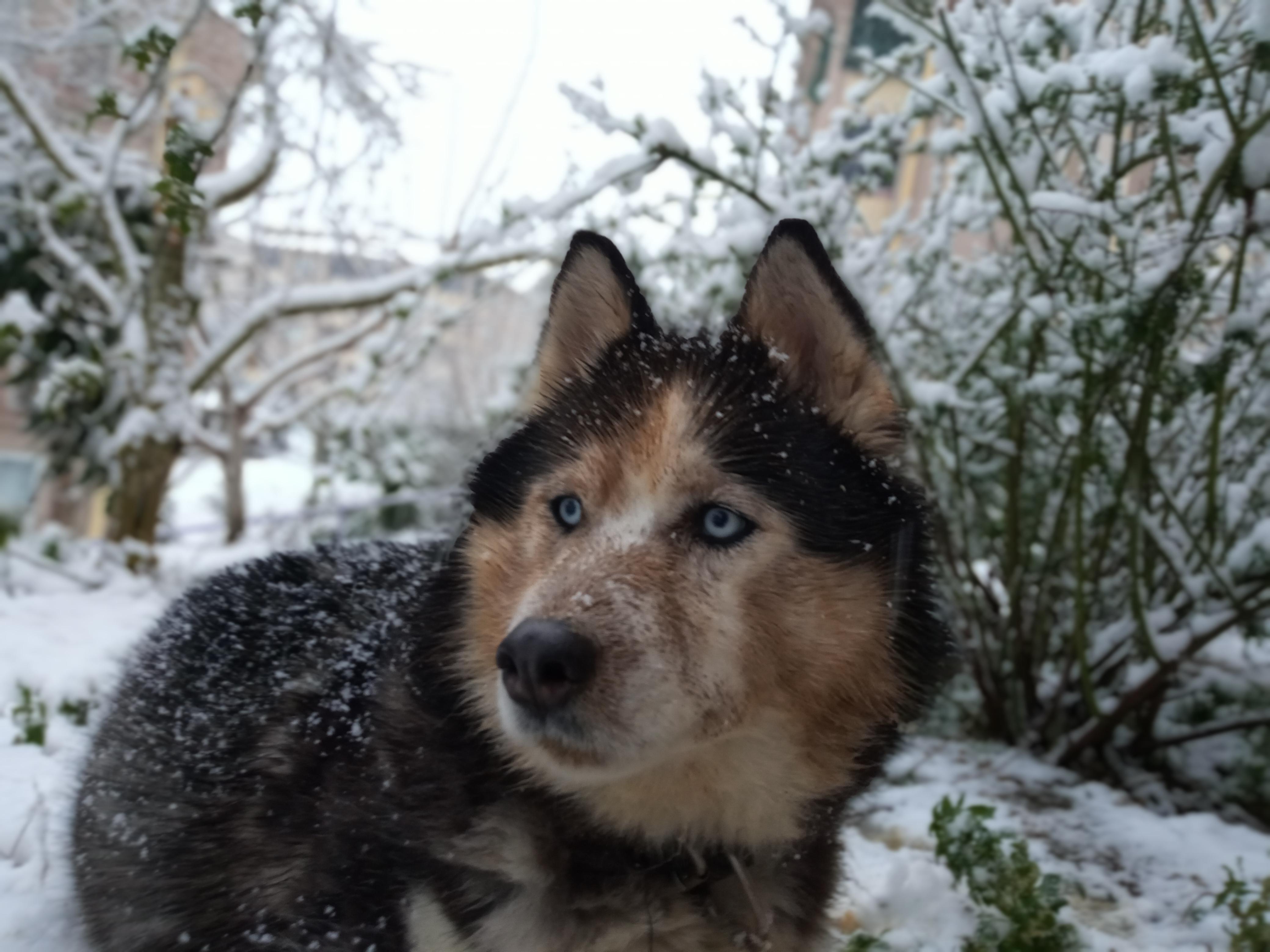 My wolf digging hole 🐺 | Scrolller