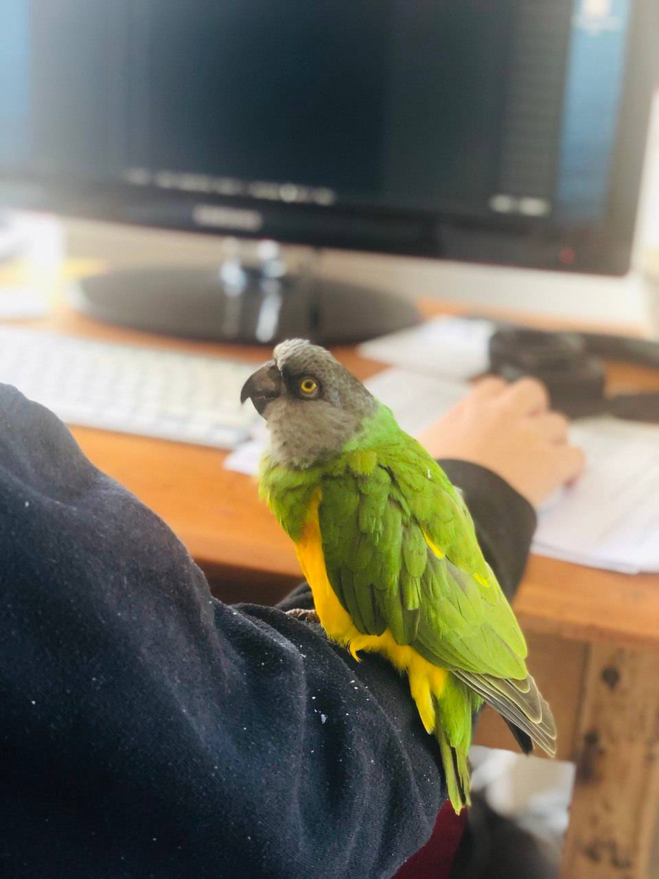 My working Buddy | Scrolller