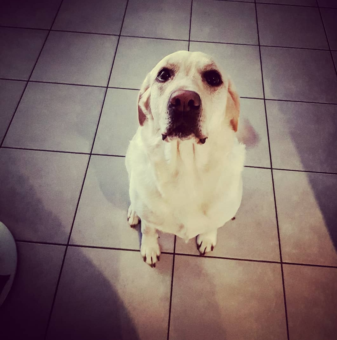 Mya my labrador | Scrolller