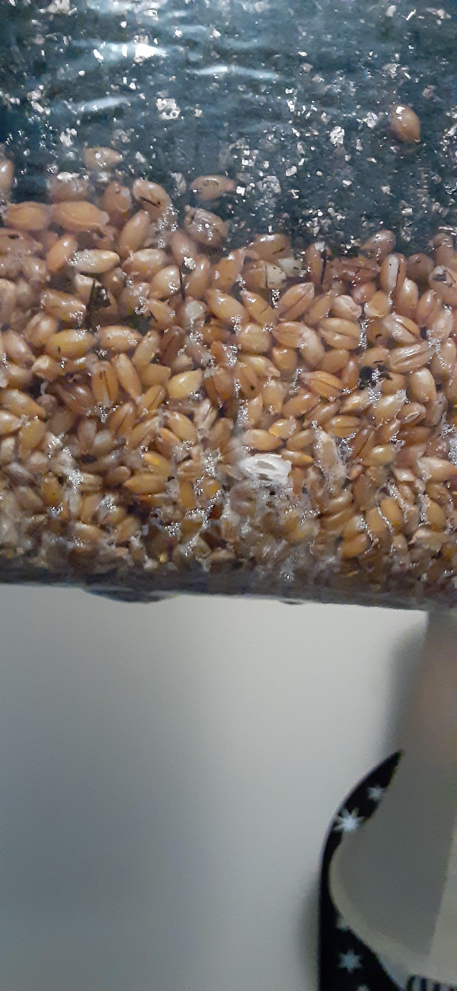 Mycelium? | Scrolller