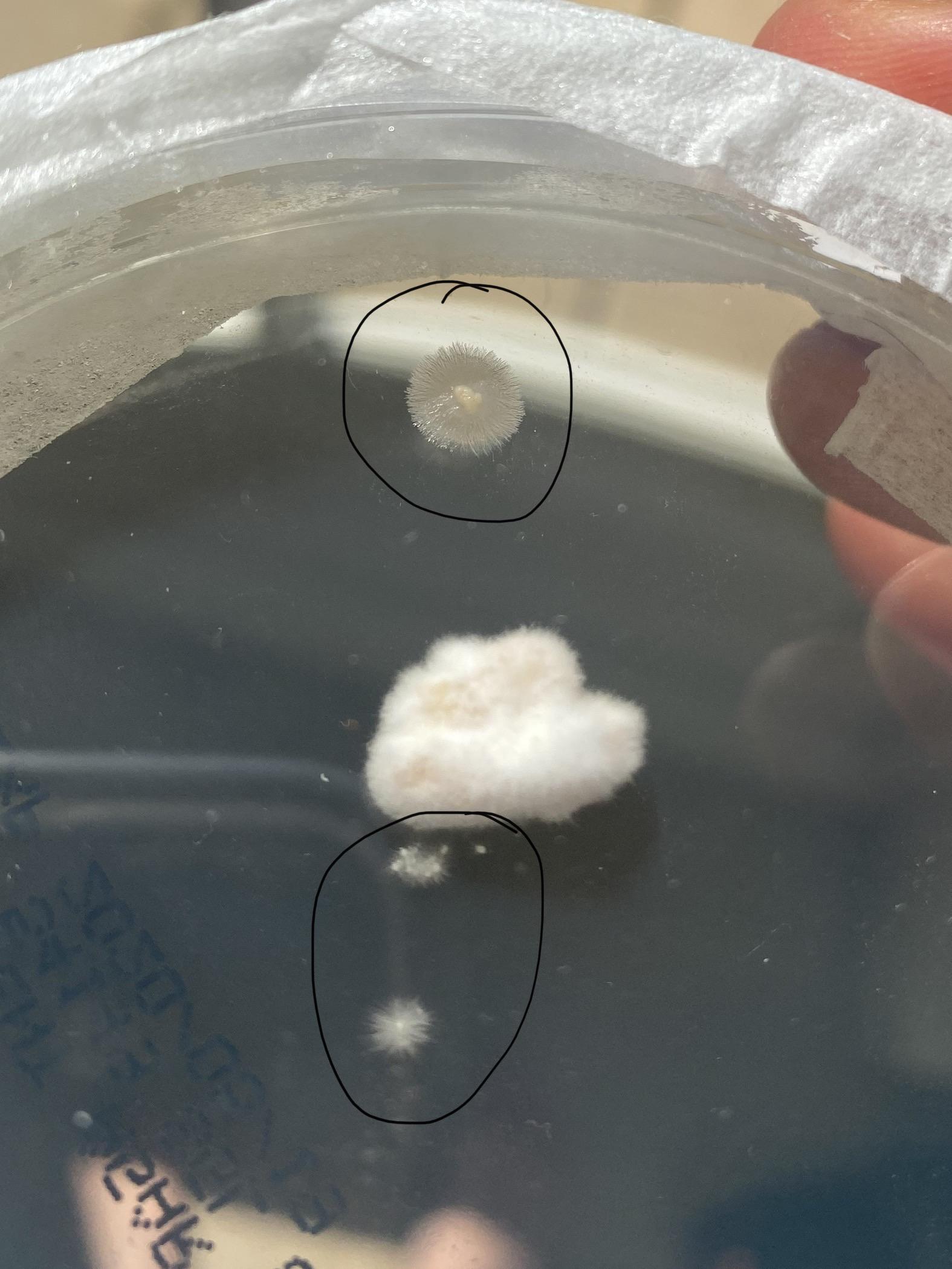 Mycelium or mould? | Scrolller