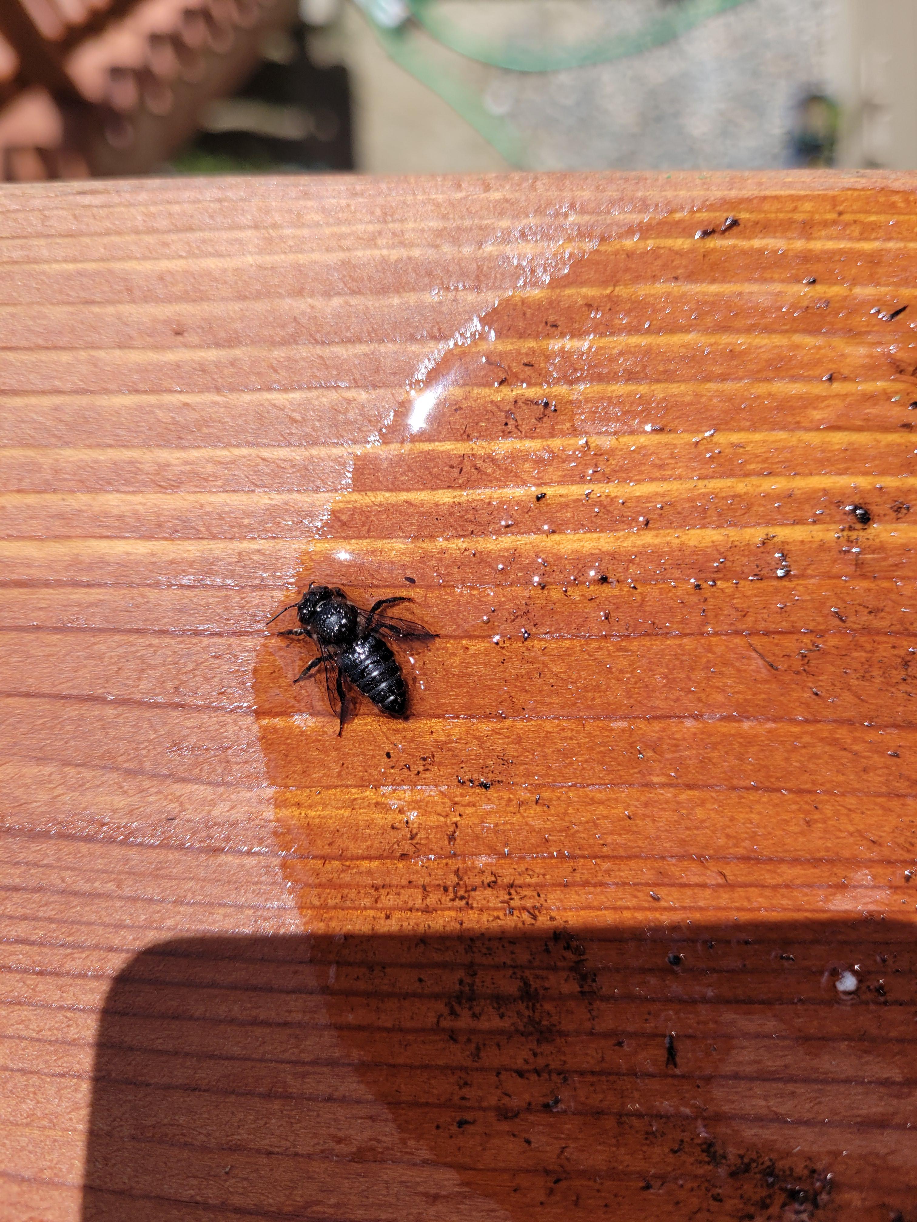 Mystery bug? Flushed out of potted pumpkin vine through bottom of pot. What is it? | Scrolller
