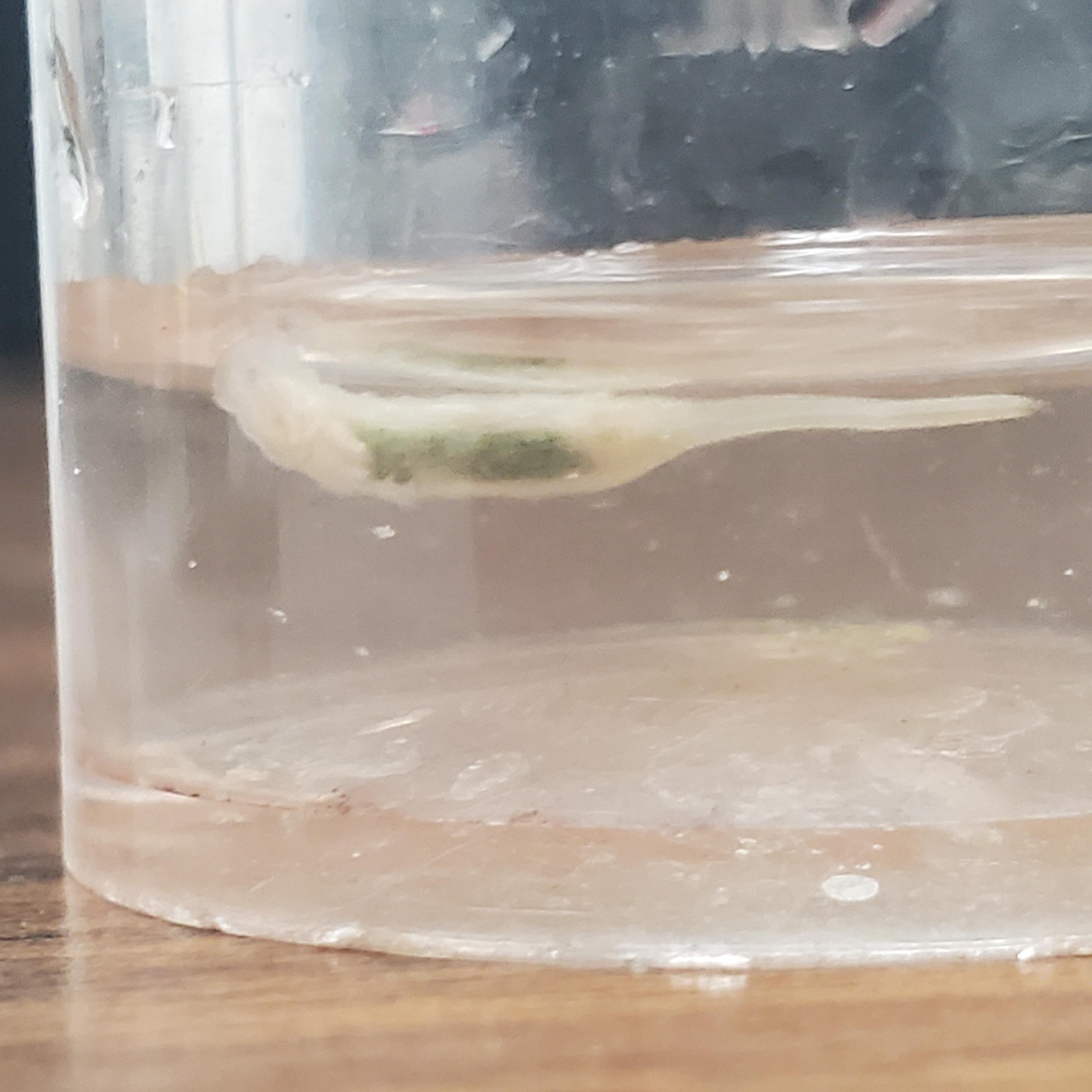 Mystery "bug" what is this? It anchors to the bottom and has a breathing tube for a tail I guess ...