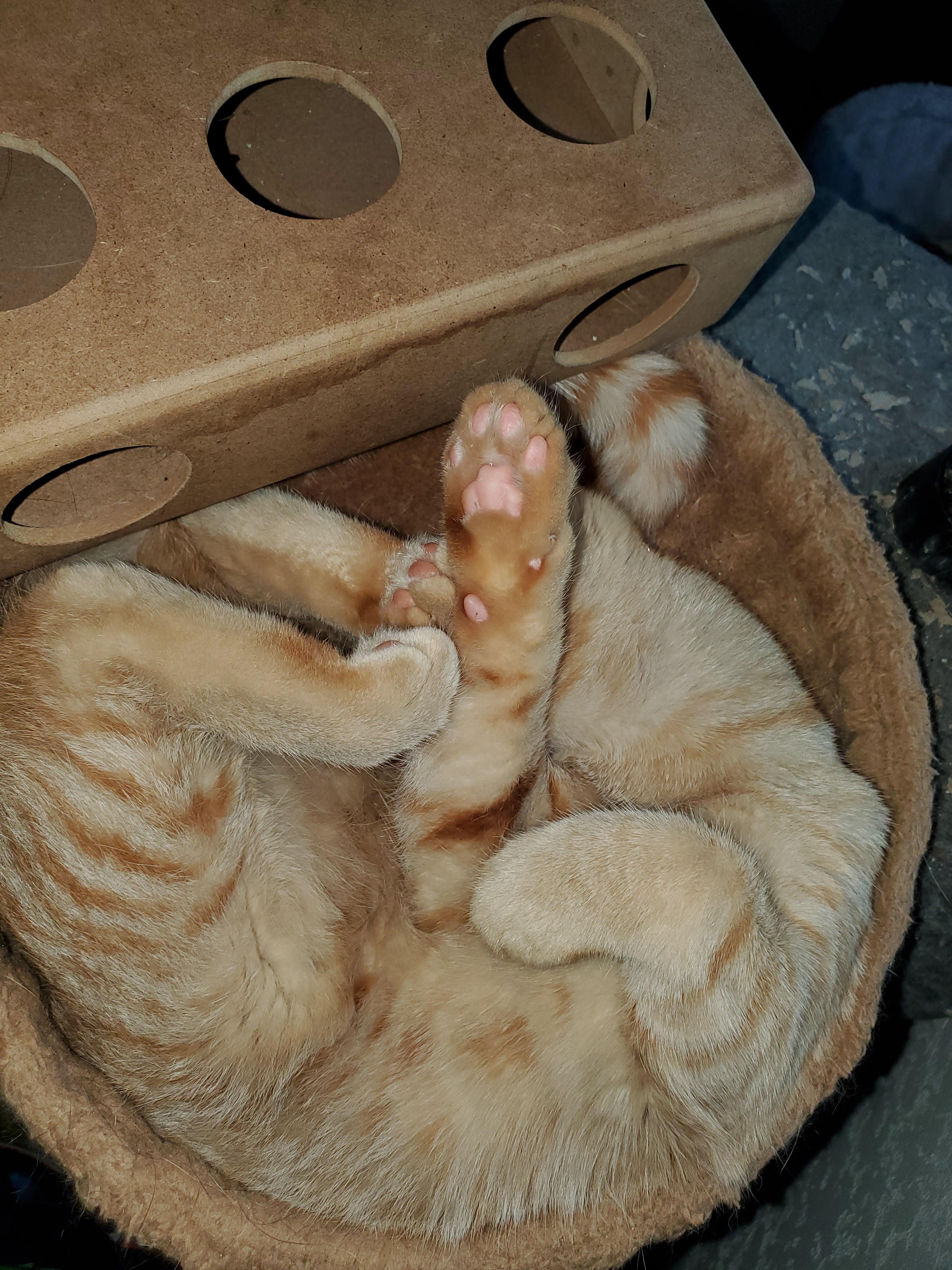 Nap time 😴 | Scrolller