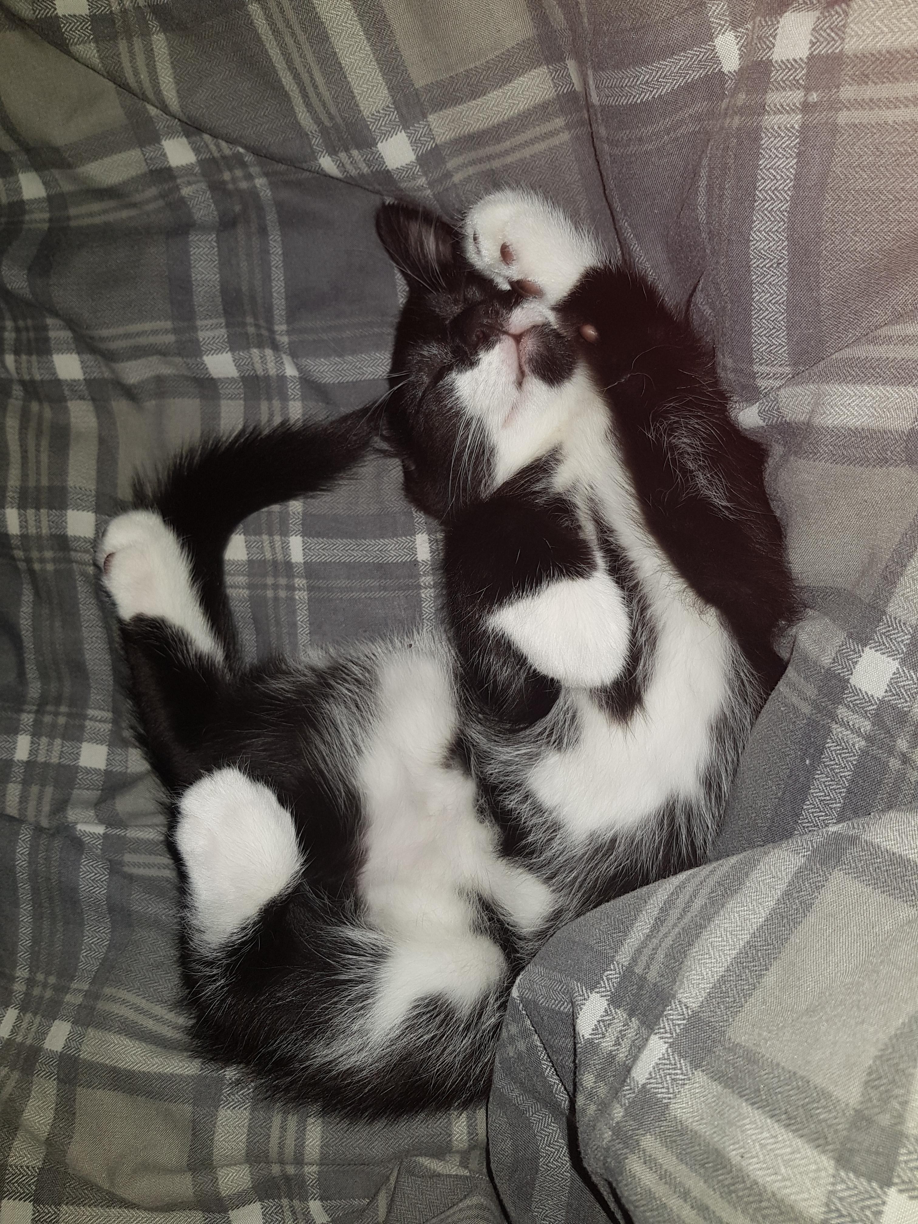 Nap time for Milo 🐱😁🤗 | Scrolller