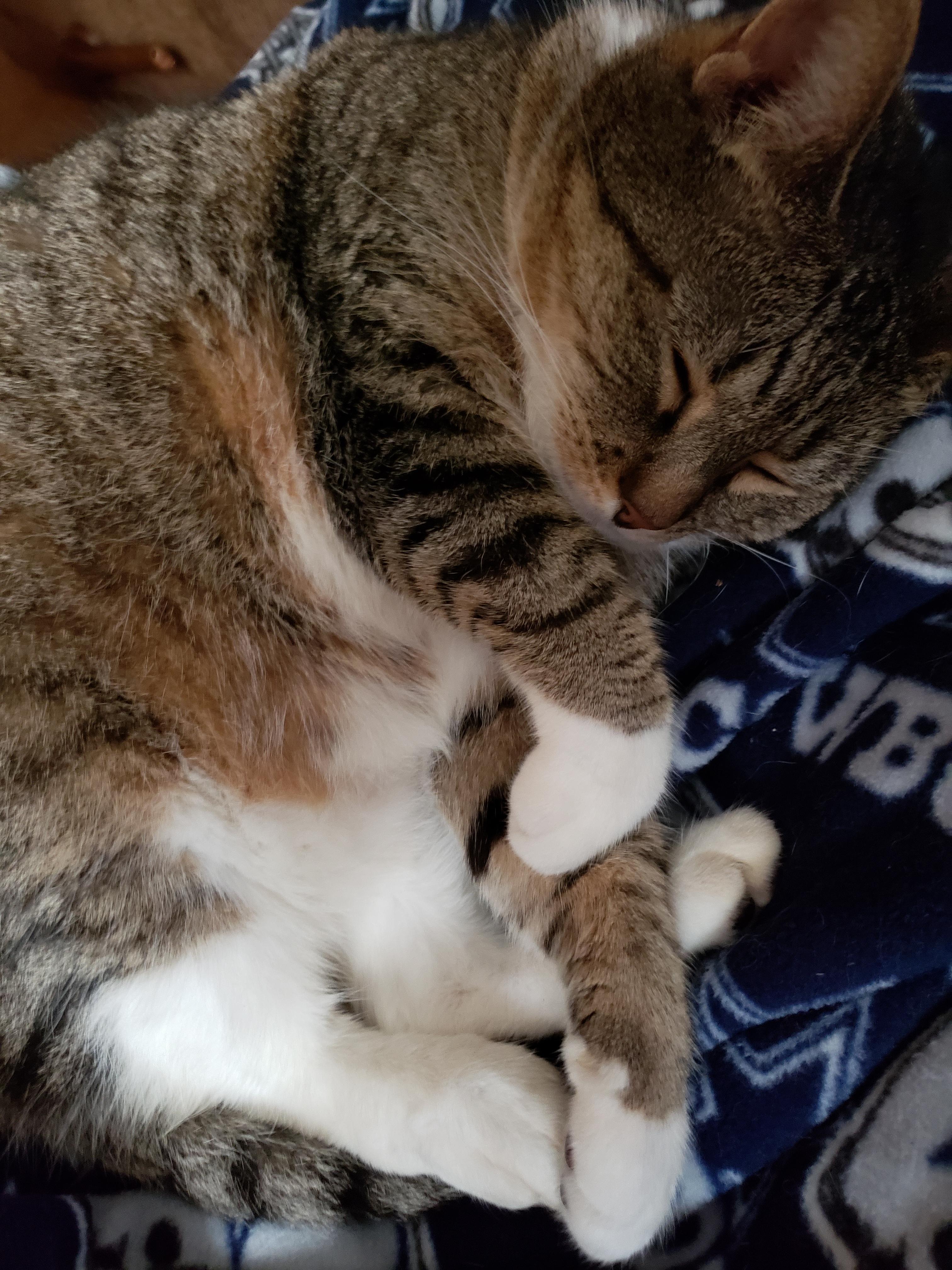 Napping feetsies🐾 | Scrolller