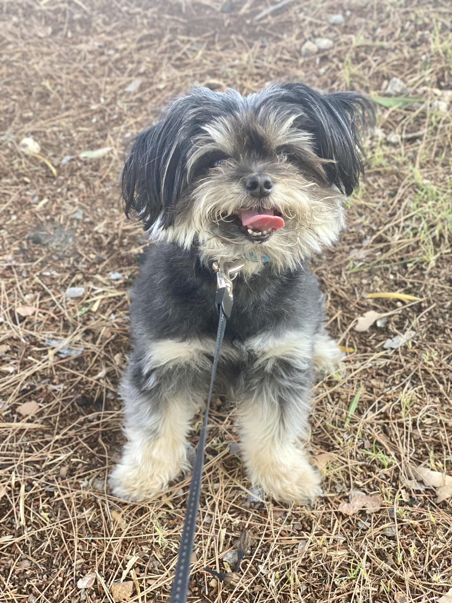 Neb is one handsome pup! | Scrolller