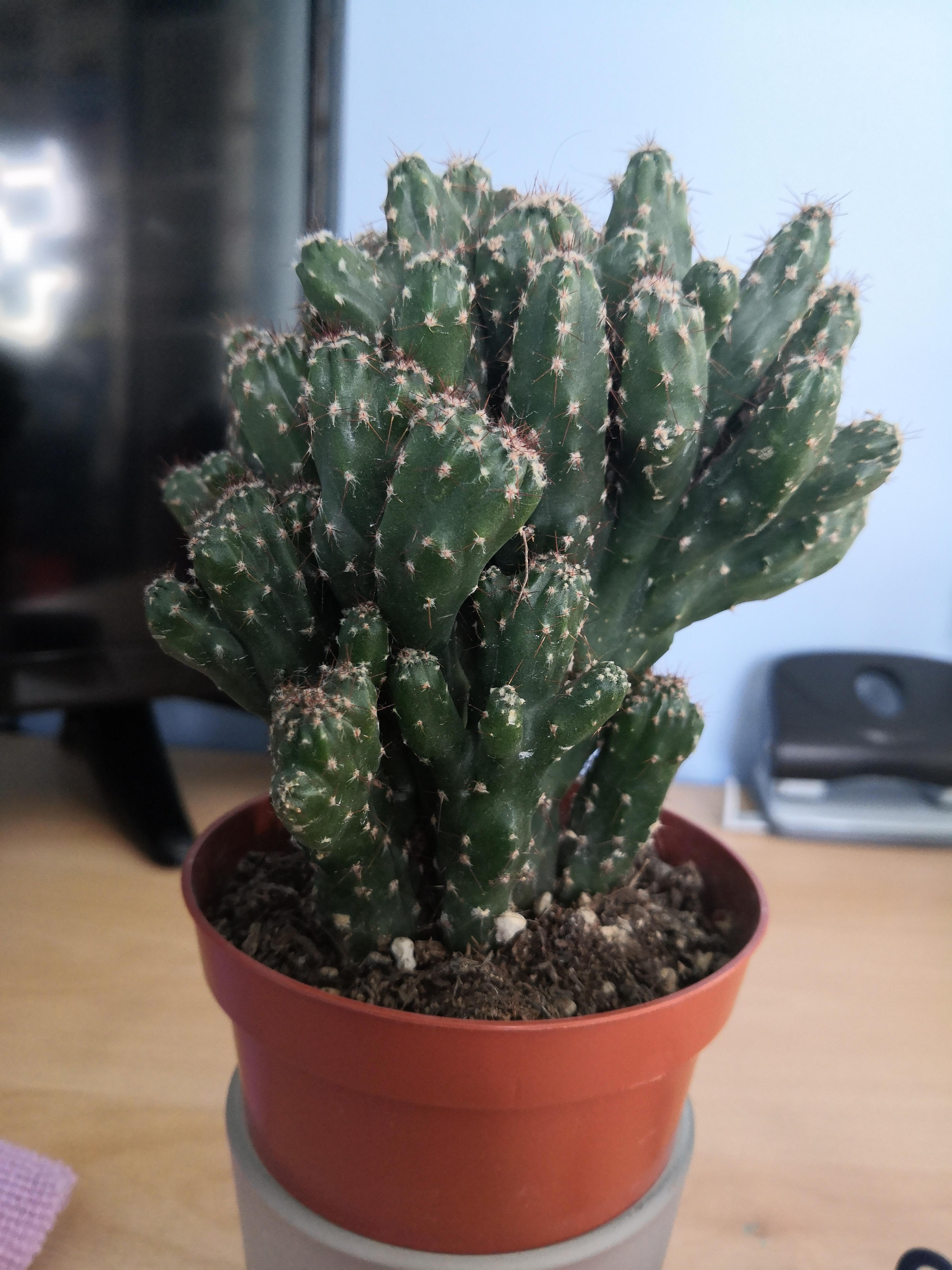 Need help identifying, closest match was a fairy castle cactus but this one is much darker and ...